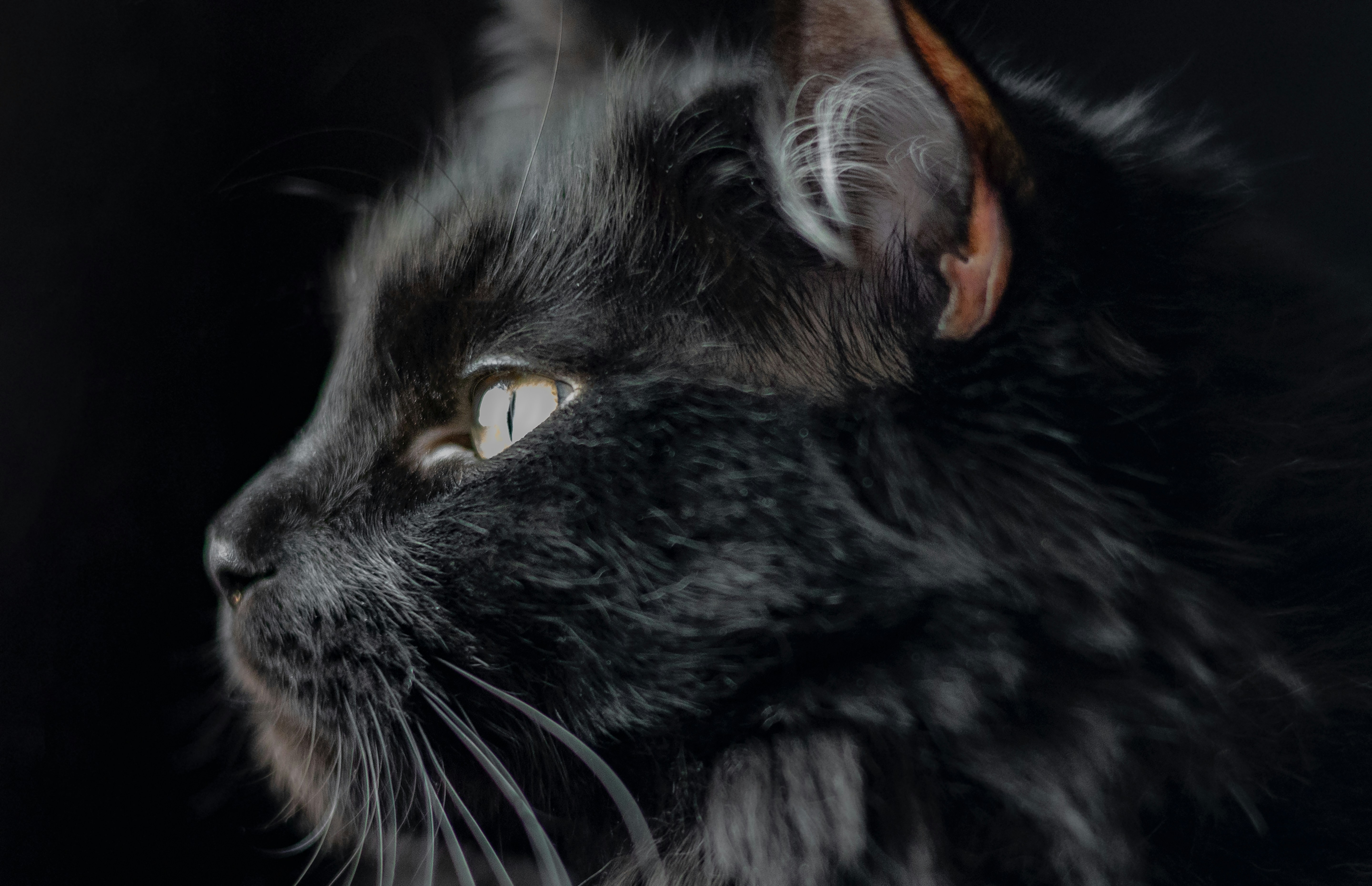 Midnight Whisper: A Black Cat in Quiet Focus