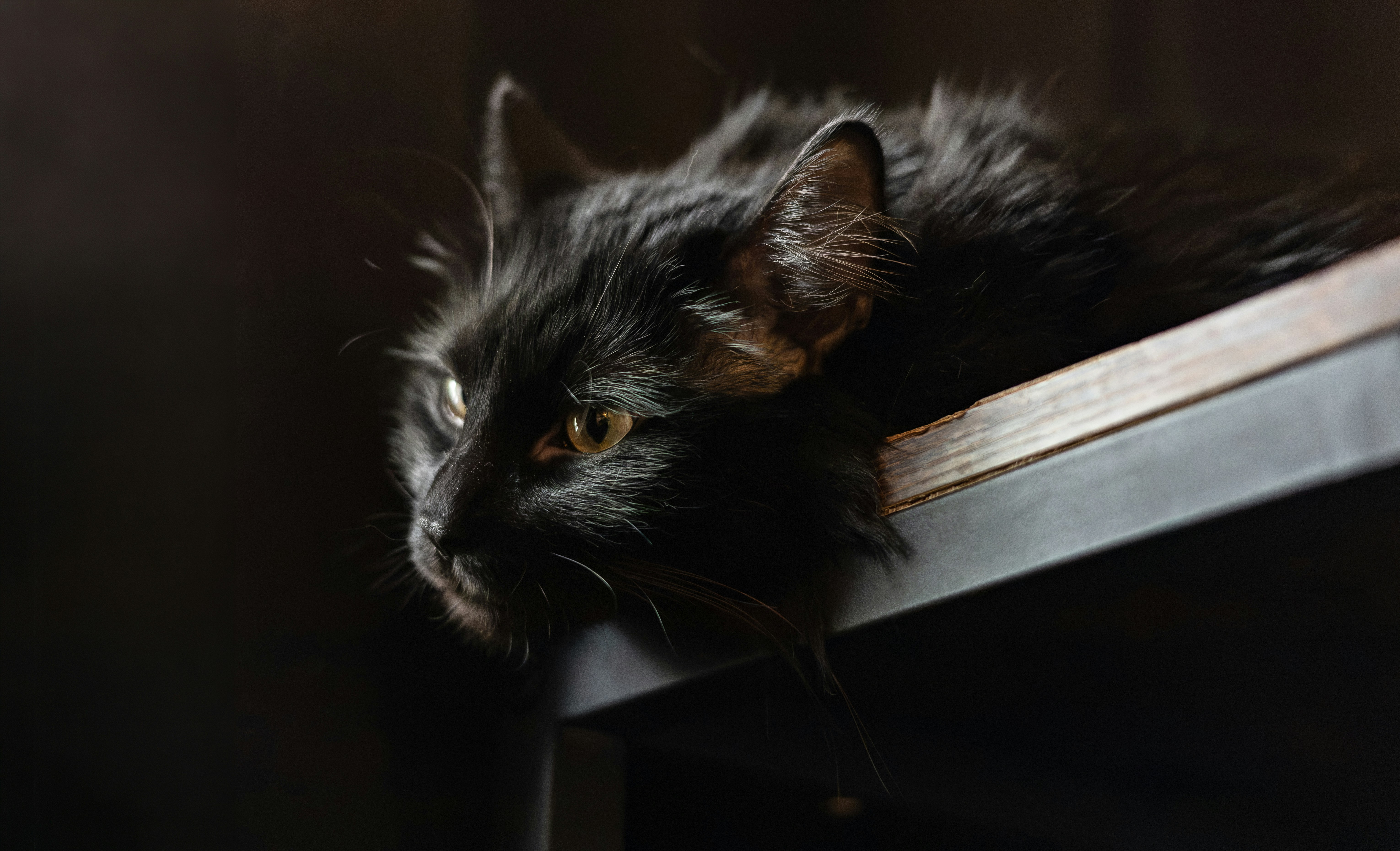 Plume of Shadow: A Quiet Black Cat on the Edge