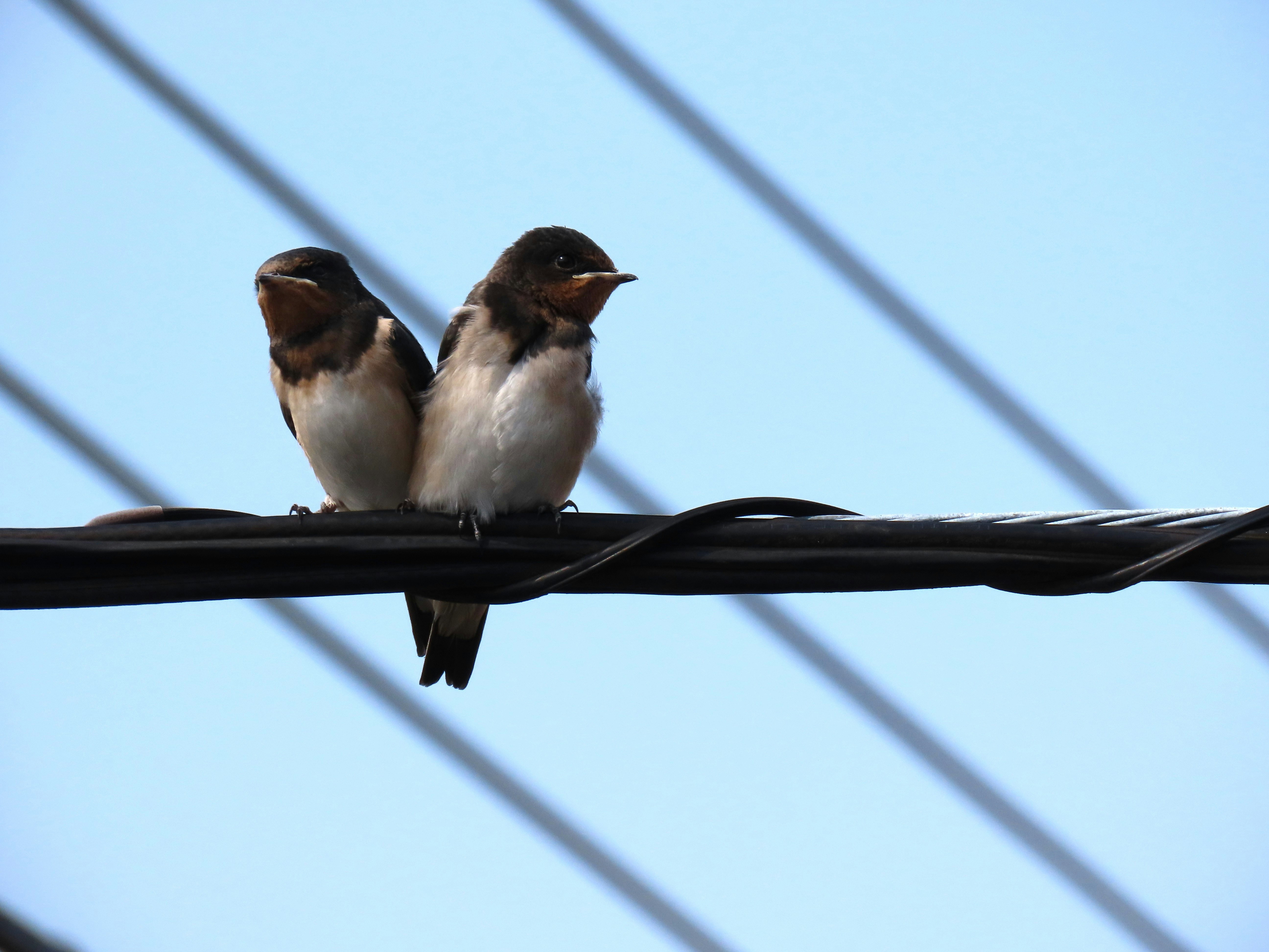 Two House Sparrows Perched on a Cable Against a Pale Sky