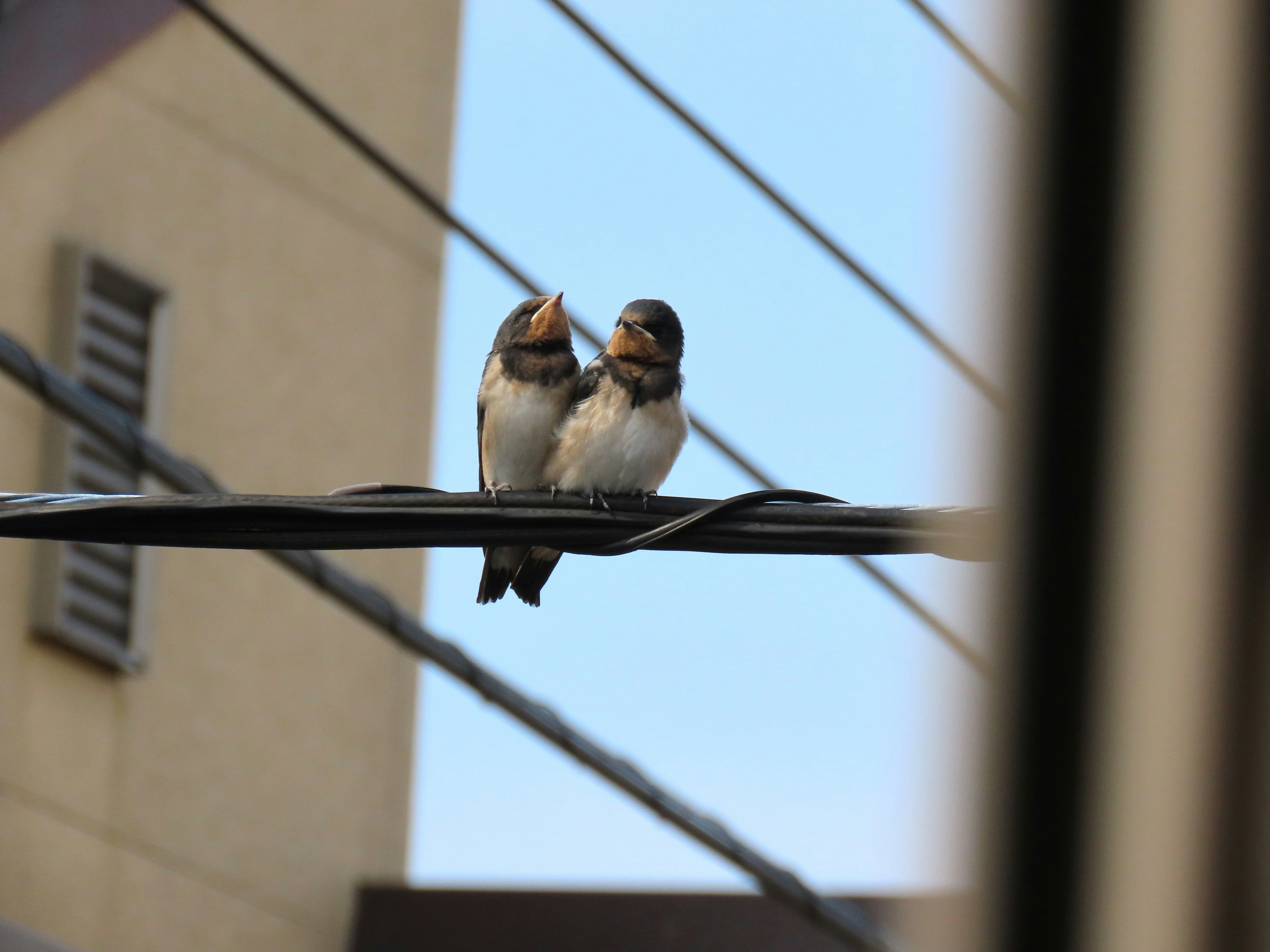 Urban Tern: Pair on a Power Line Beneath a Blue Sky