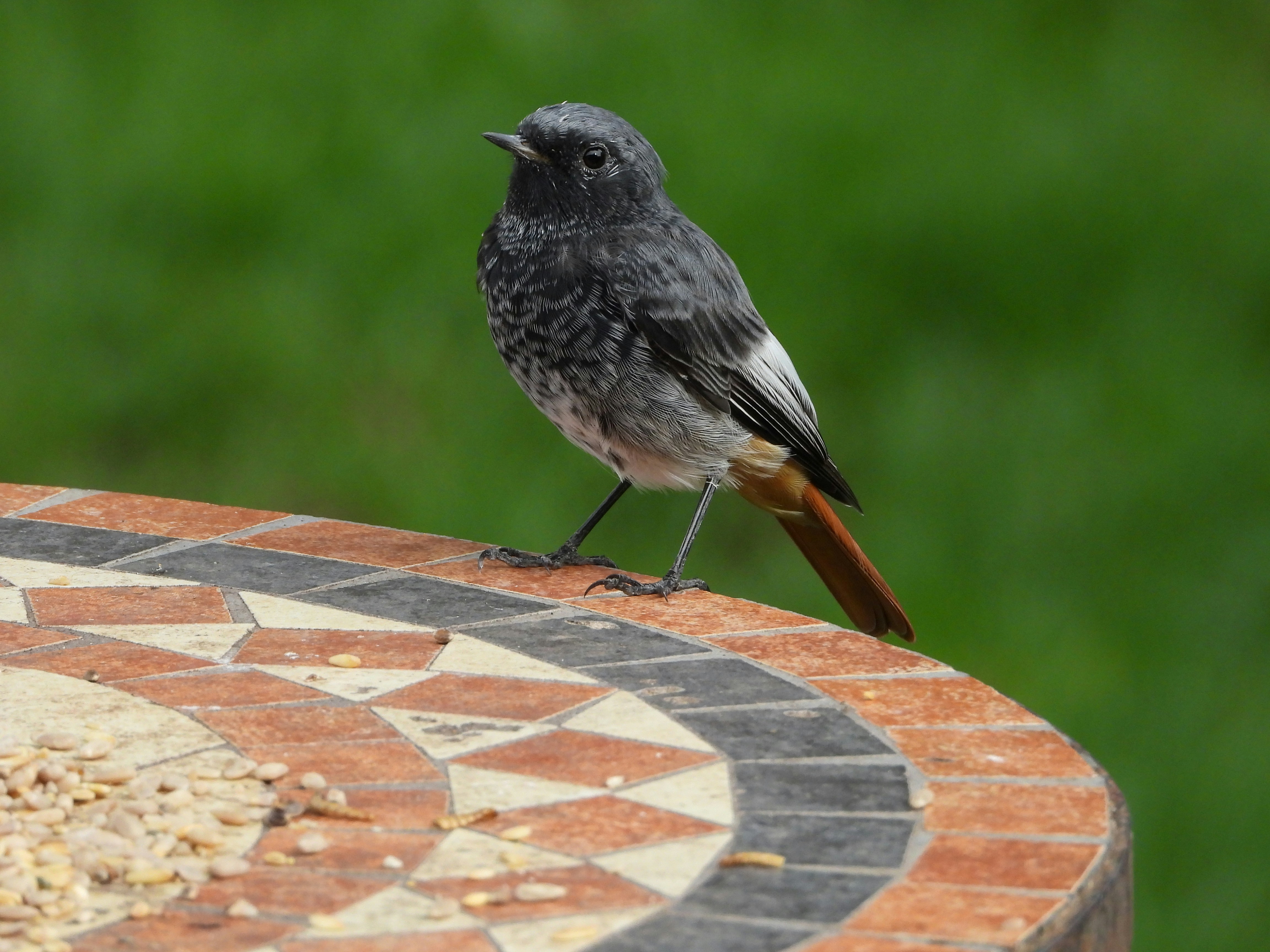 Spotted Warbler on the Mosaic Table