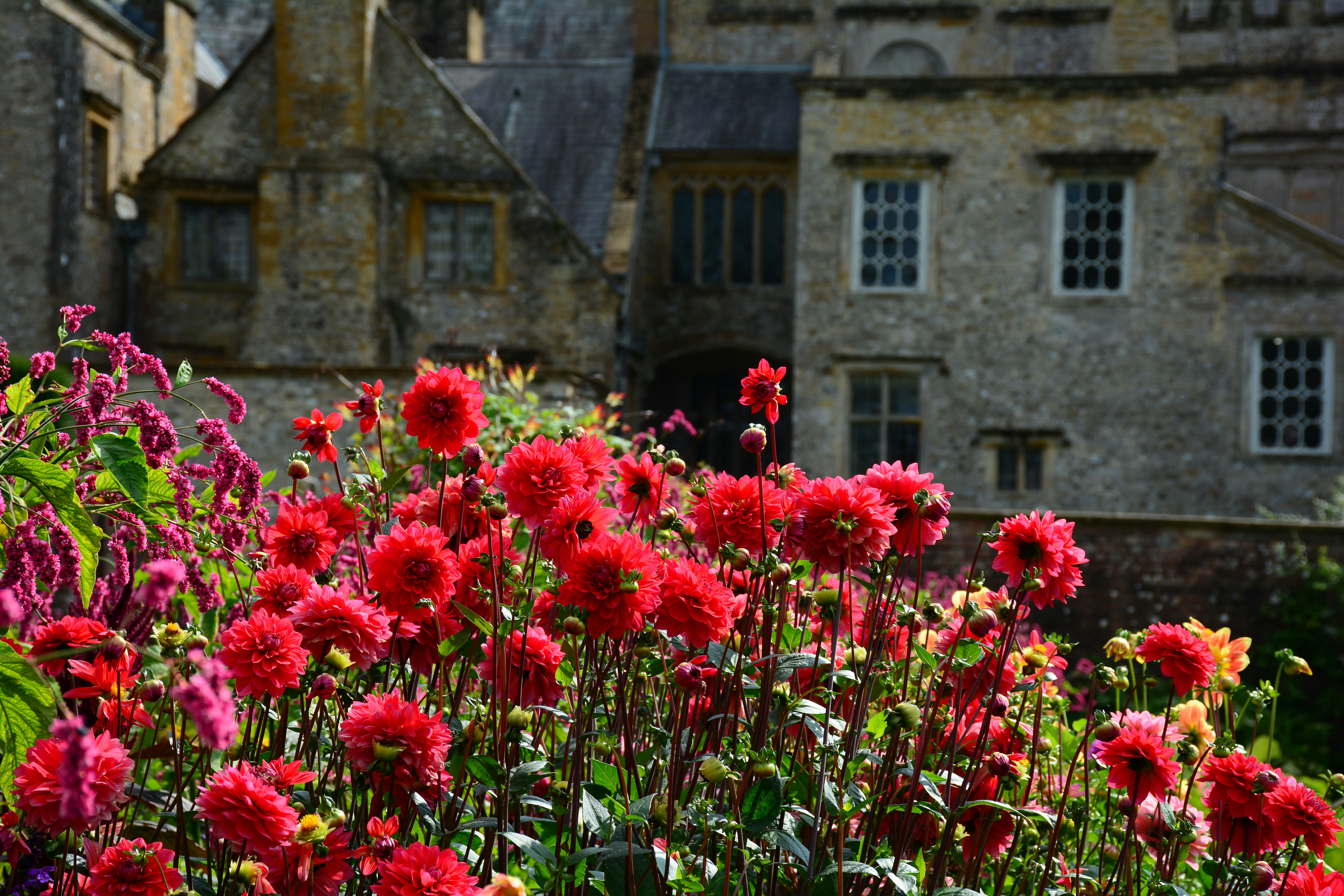 Blooms Before a Stone Manor