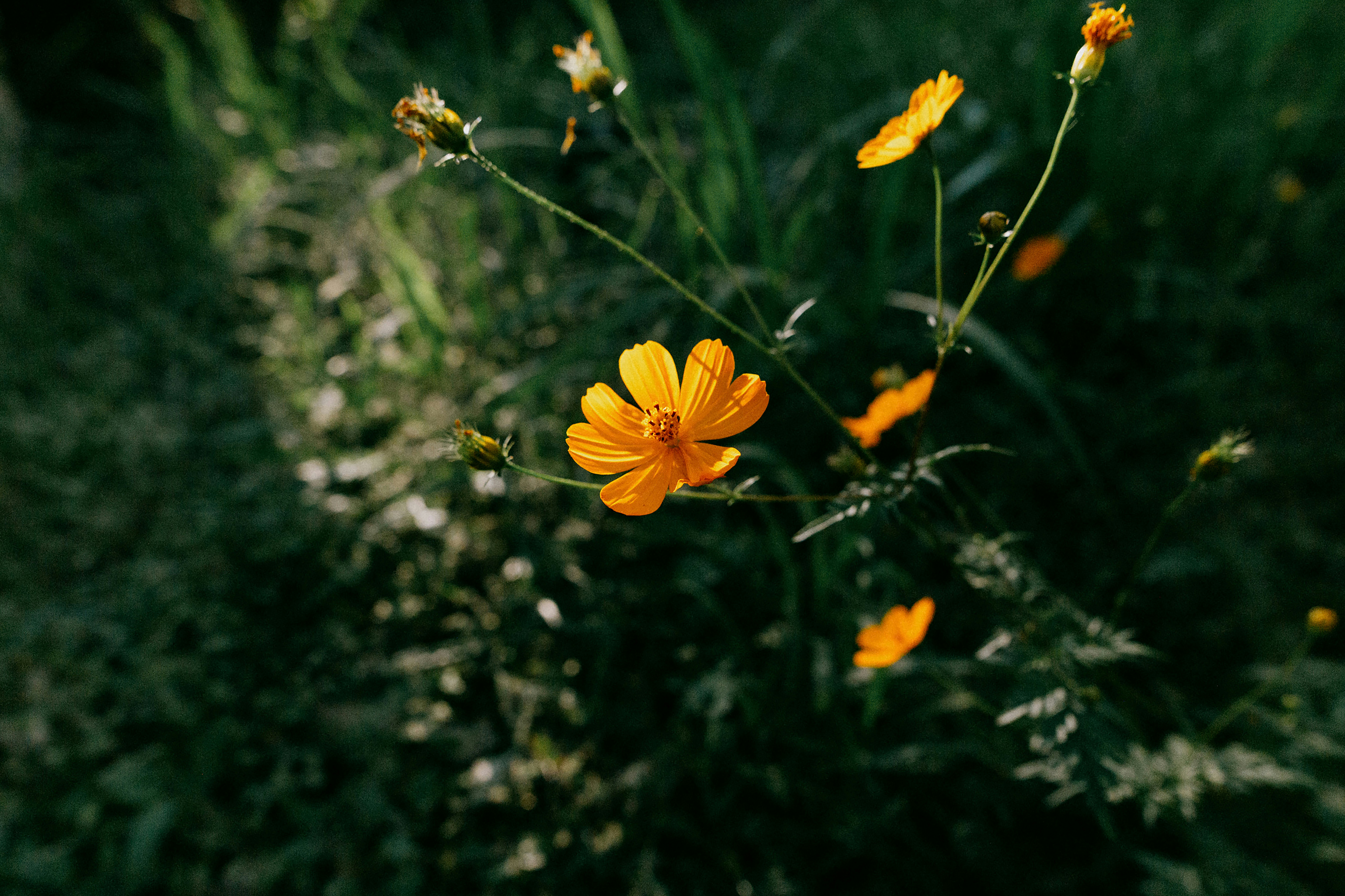 Orange blossom in a shadowed meadow