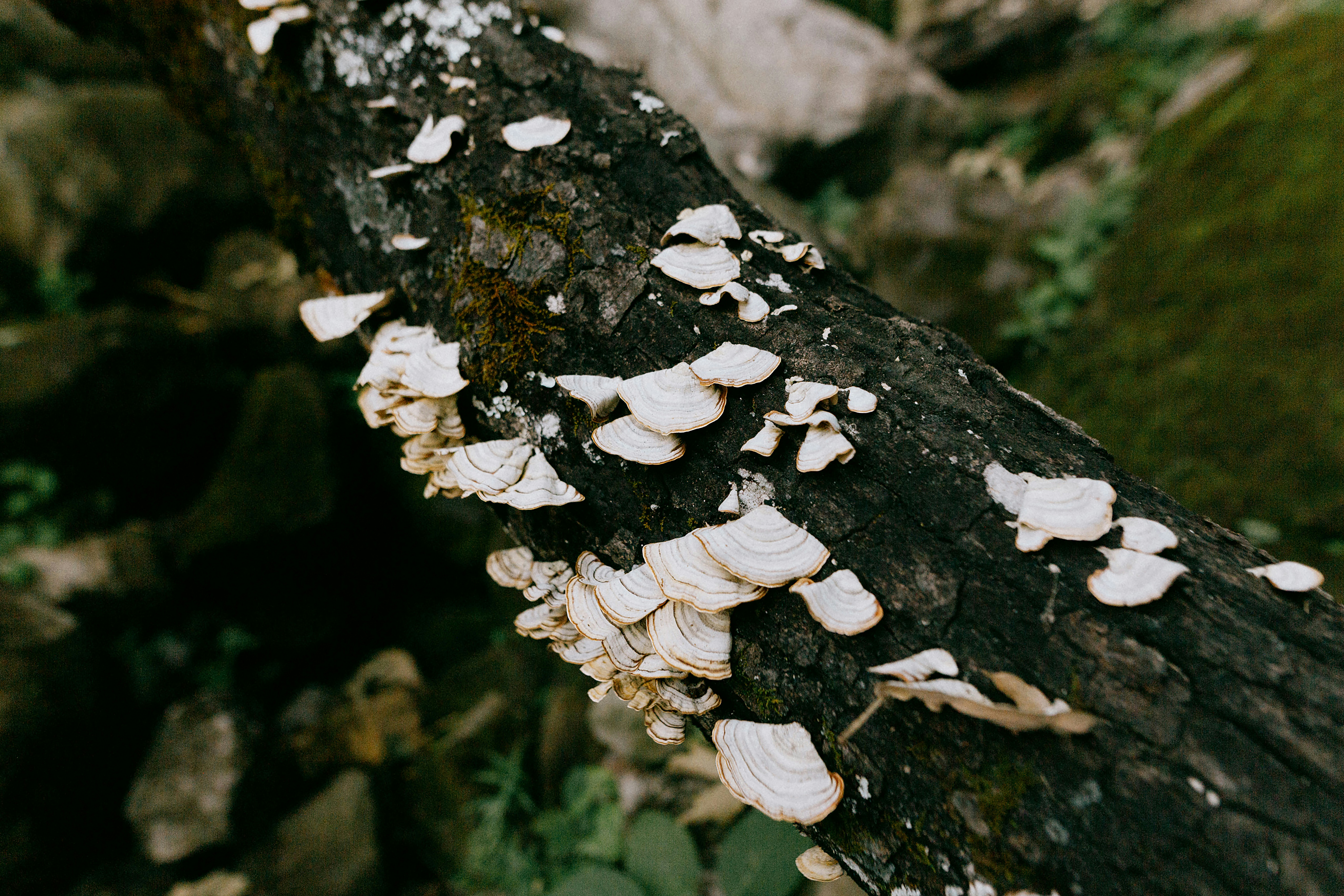Fungal Gallery: Shelf-Mold Clusters on a Weathered Log