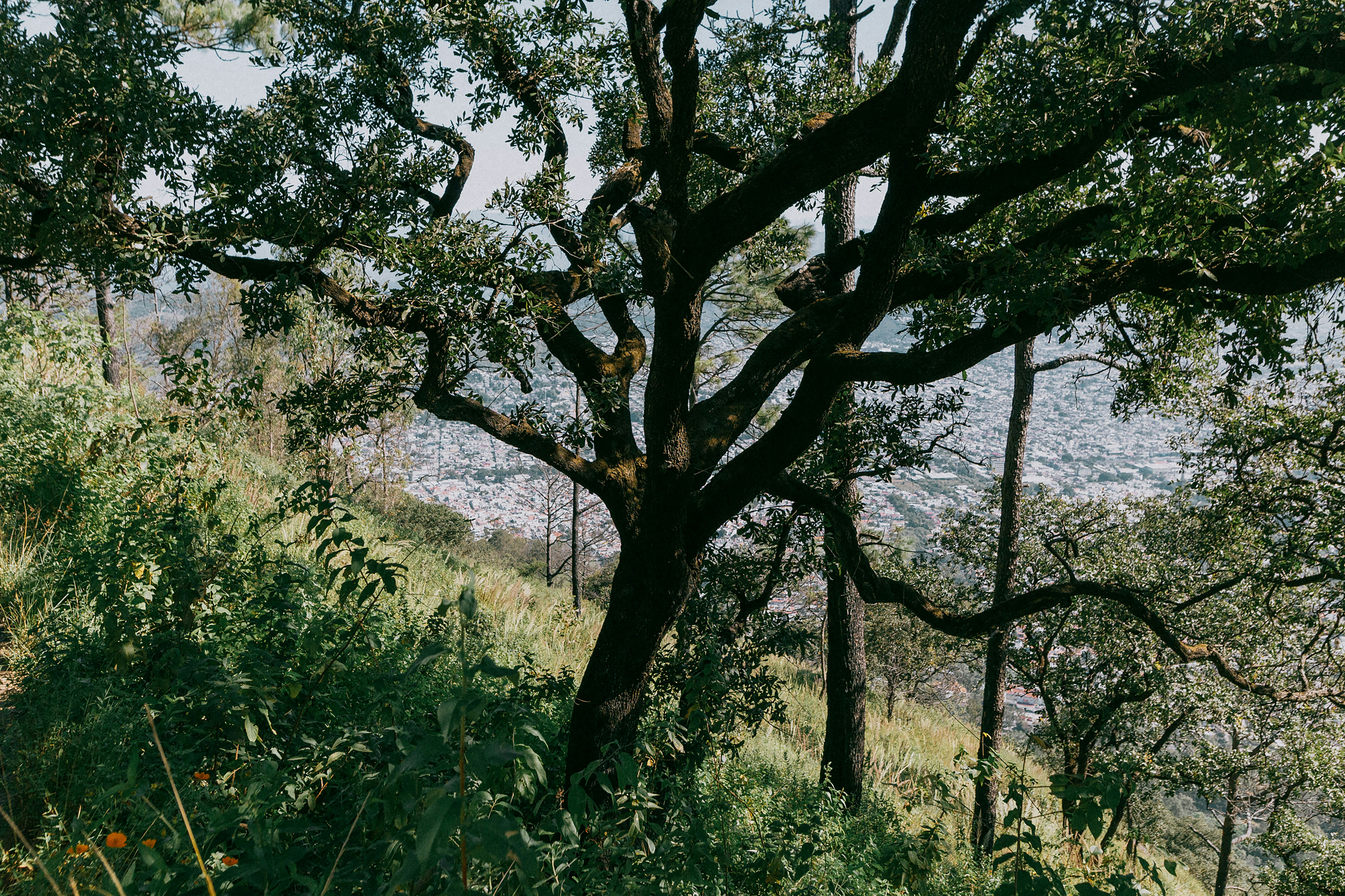 Silhouette of the ancient oak guarding a sunlit hillside