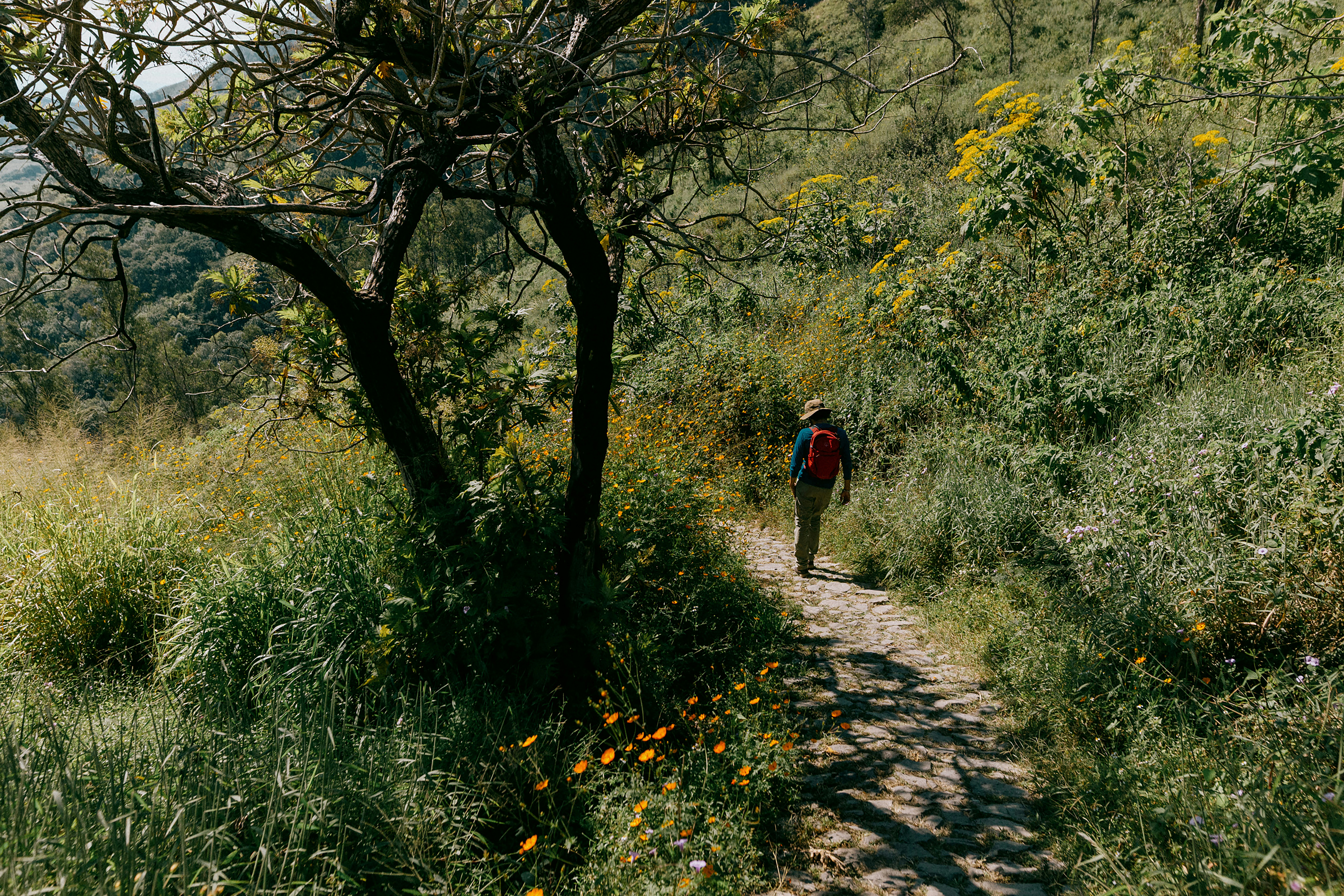 Hiker on a sunlit trail through wildflowers