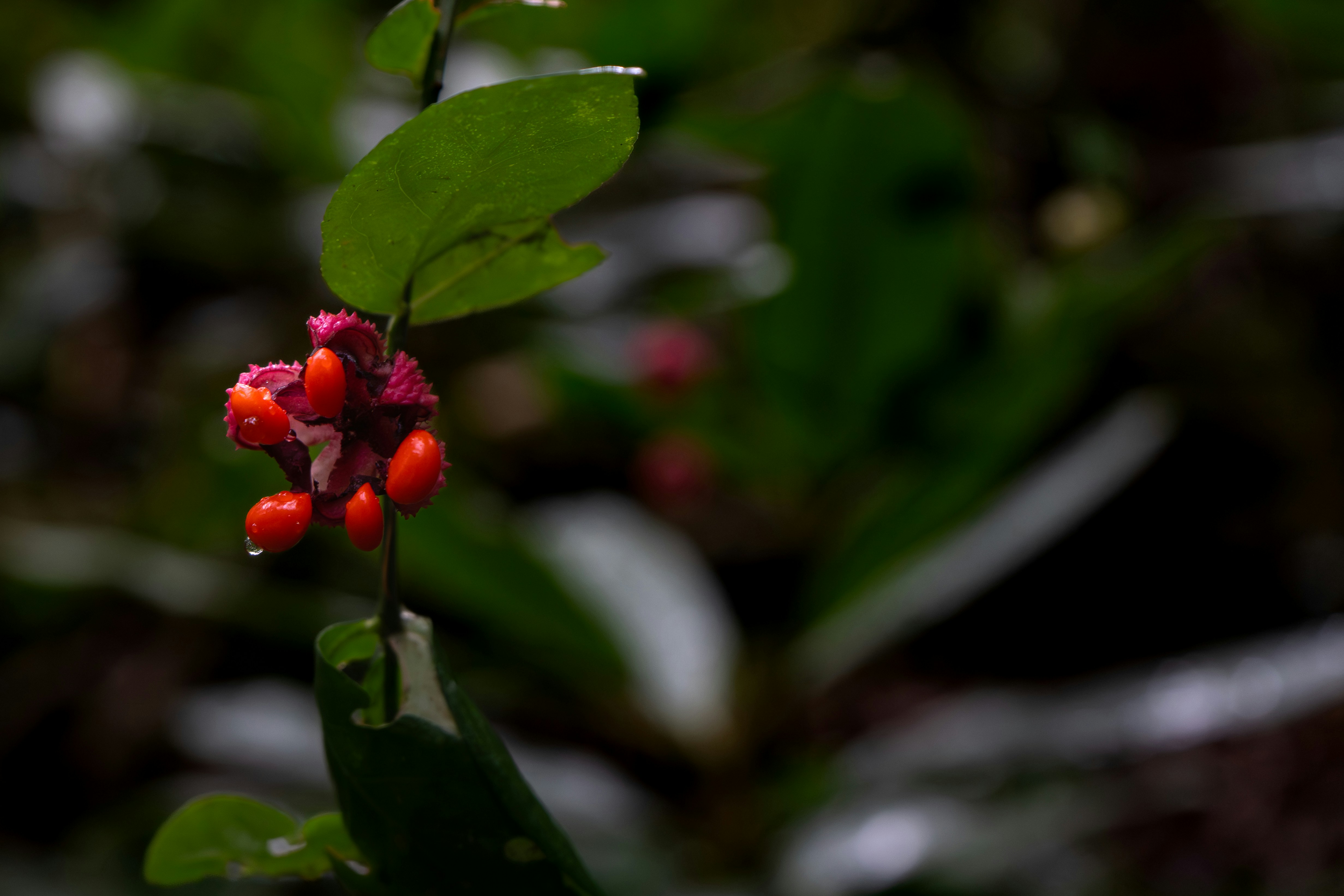 Crimson Berries on a Slender Stem in Soft Focus