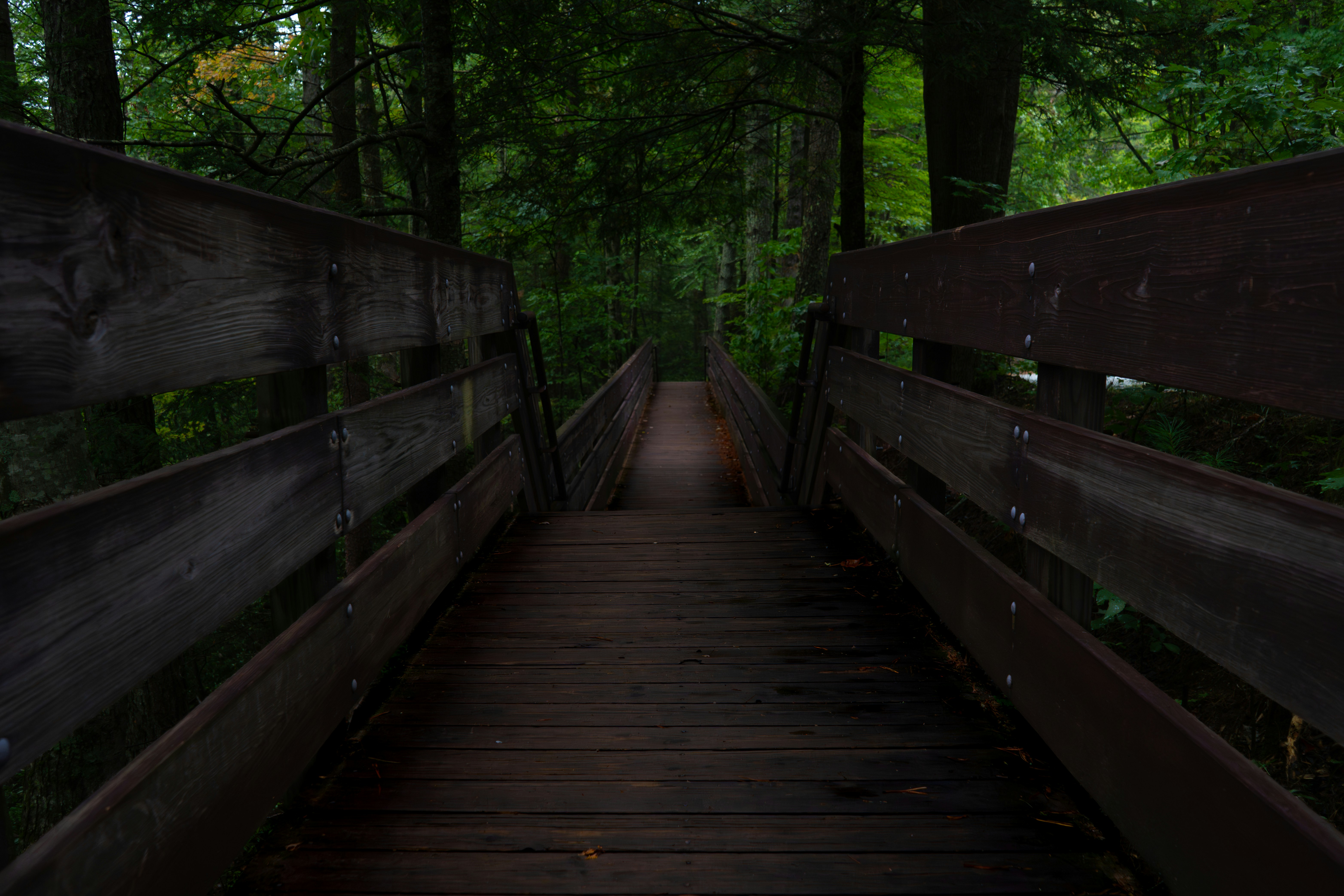 Midnight Bridge: A Vanishing Walk Through the Wet Timber
