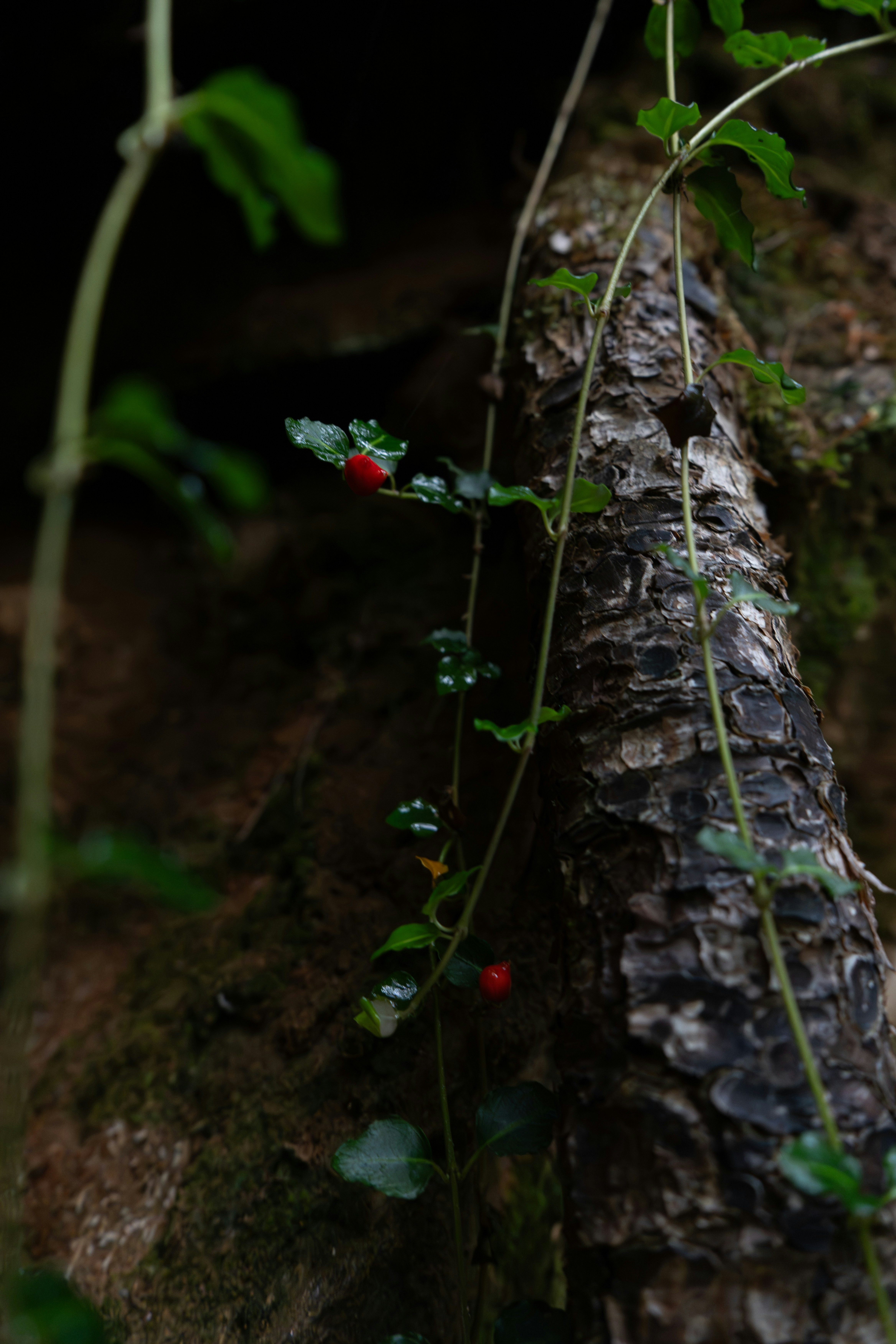 Vine-Cloaked Trunk with Scarlet Berries