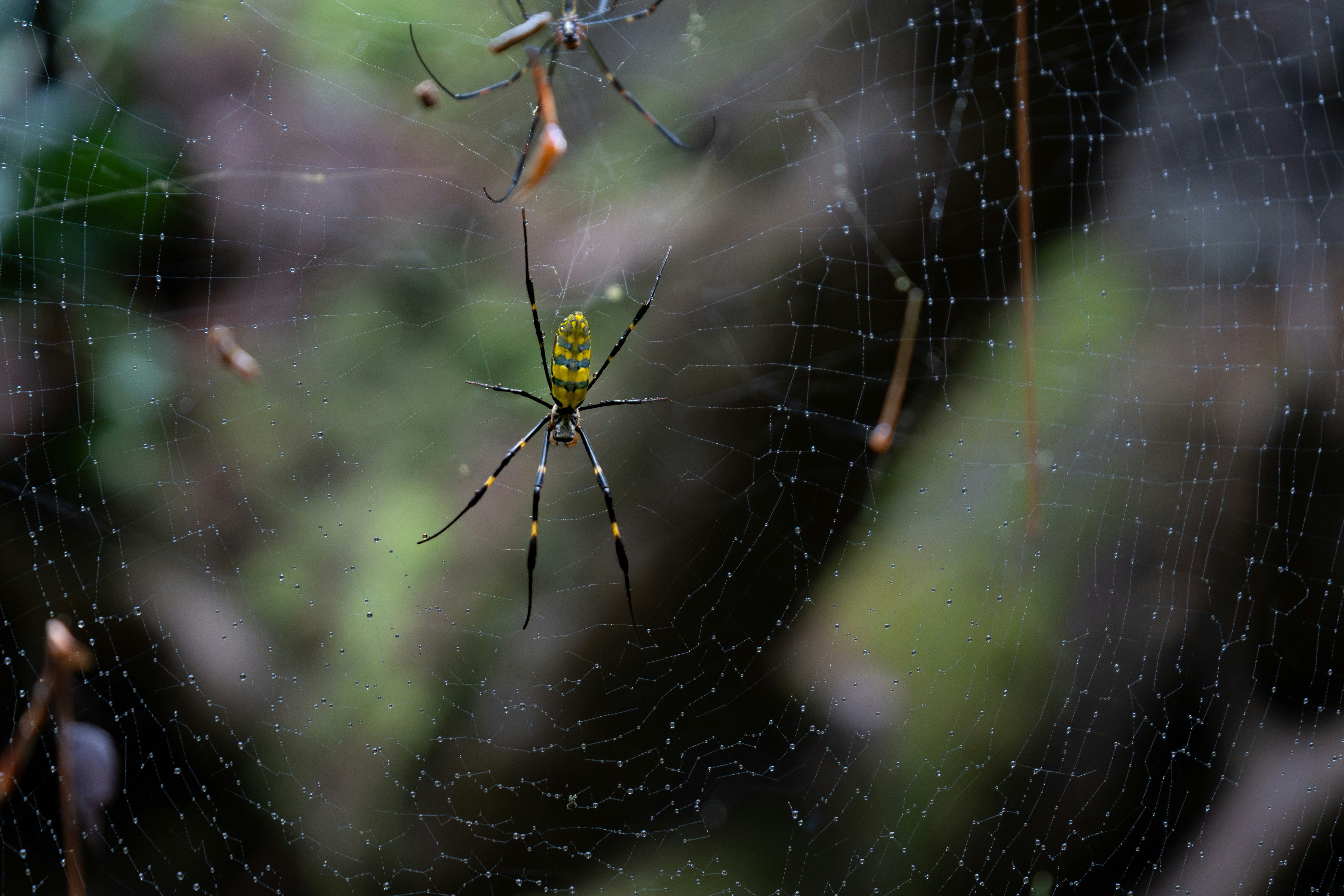 Centered in Silk: a Yellow-and-Black Orb Weaver Halts the Web