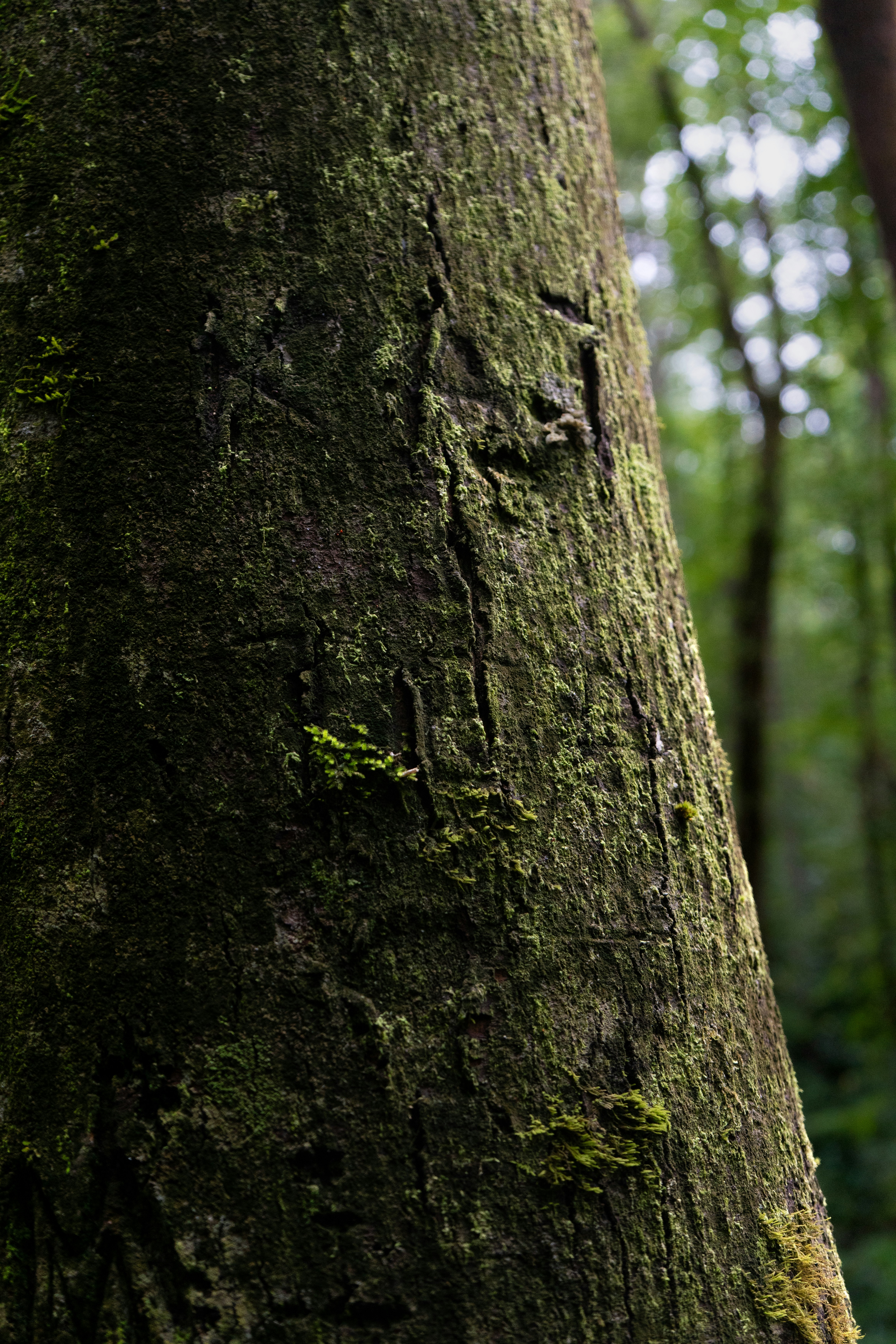  Moss-Crowned Trunk in a Quiet Green Cathedral