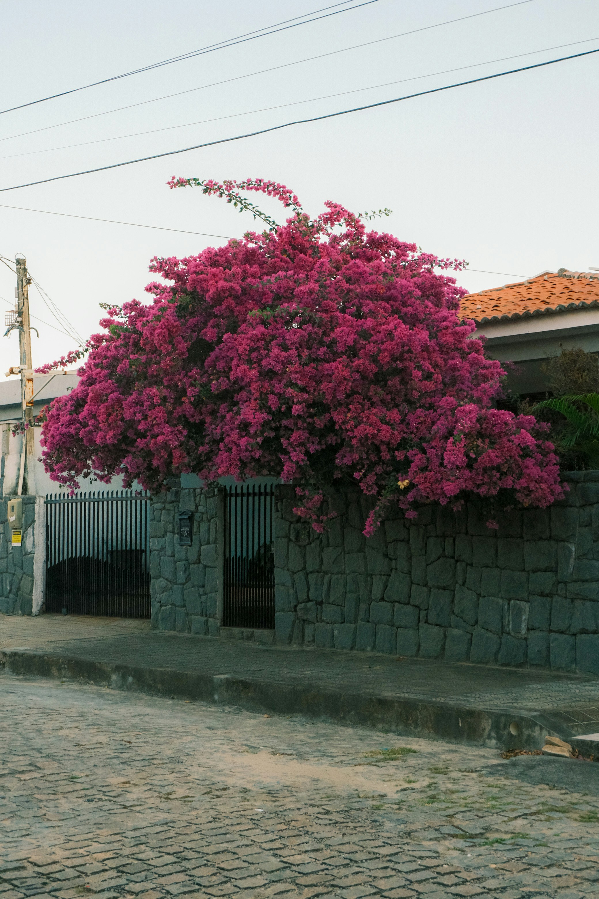 Bougainvillea Crown Over a Stone Gate