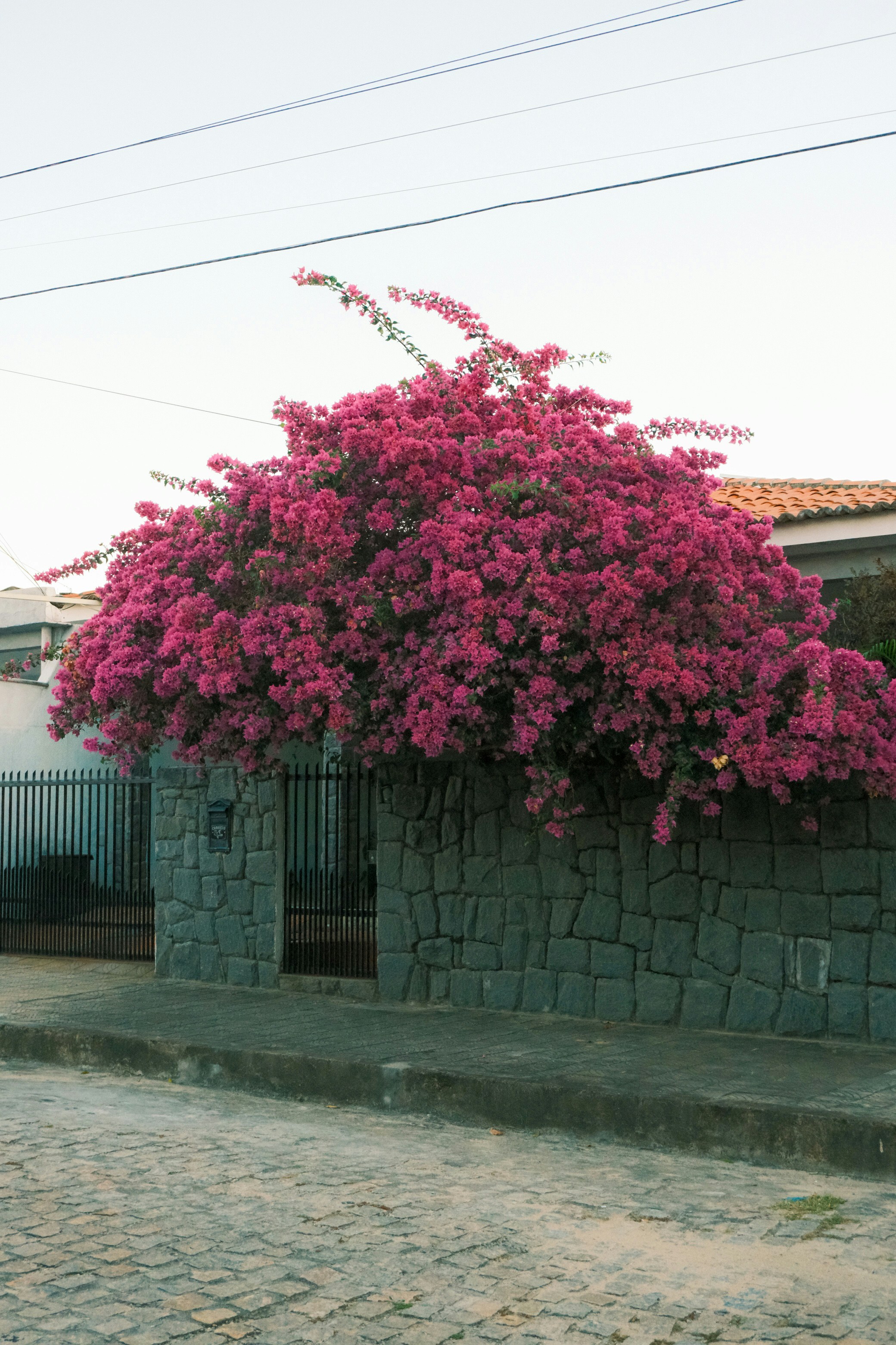 Bougainvillea Crown over a Stone Gate