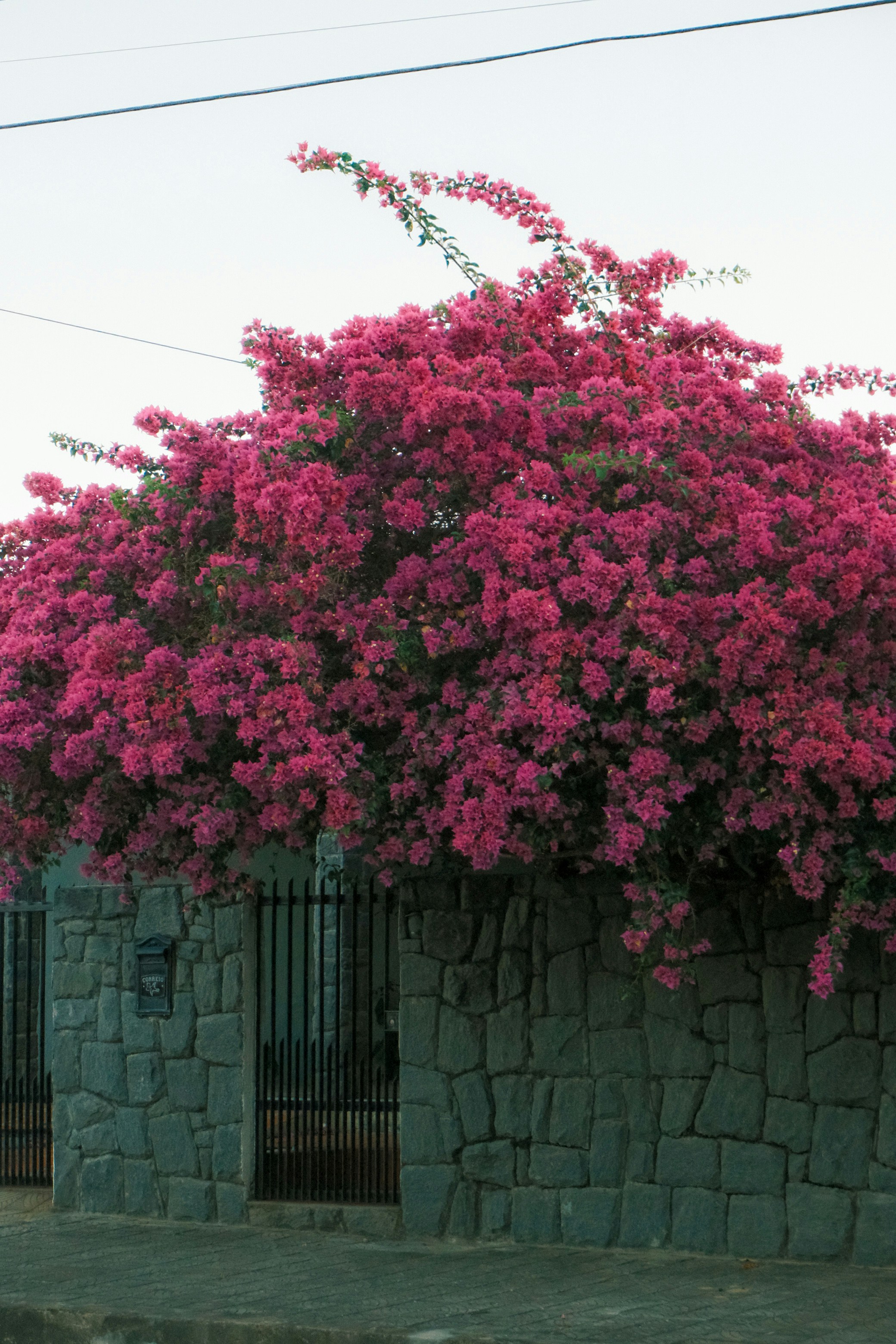 Bougainvillea Crown Over a Stone Gate