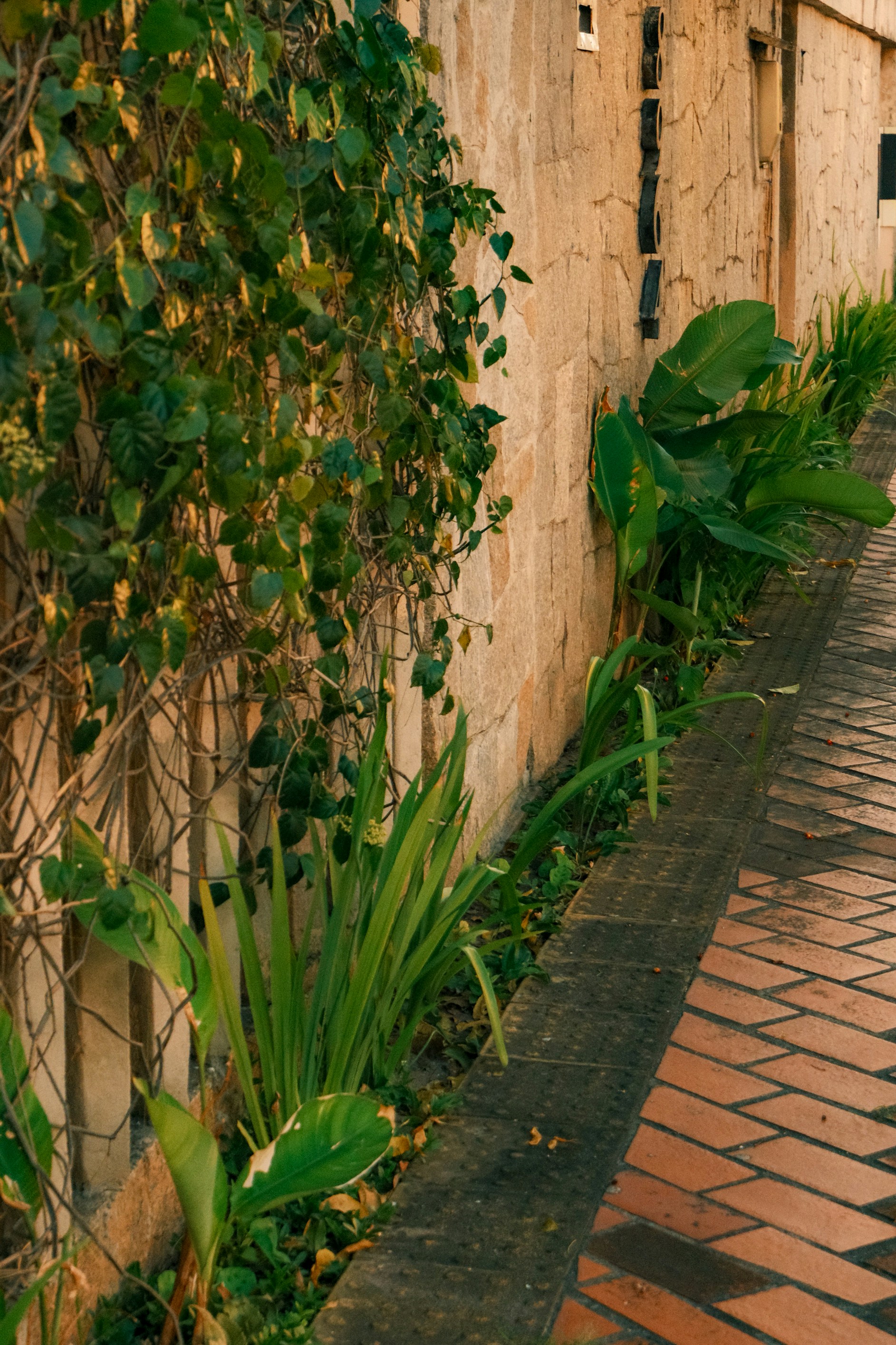 Terracotta Wall Canyon: Vines and Broad Leaves Along a Winding Tile Path