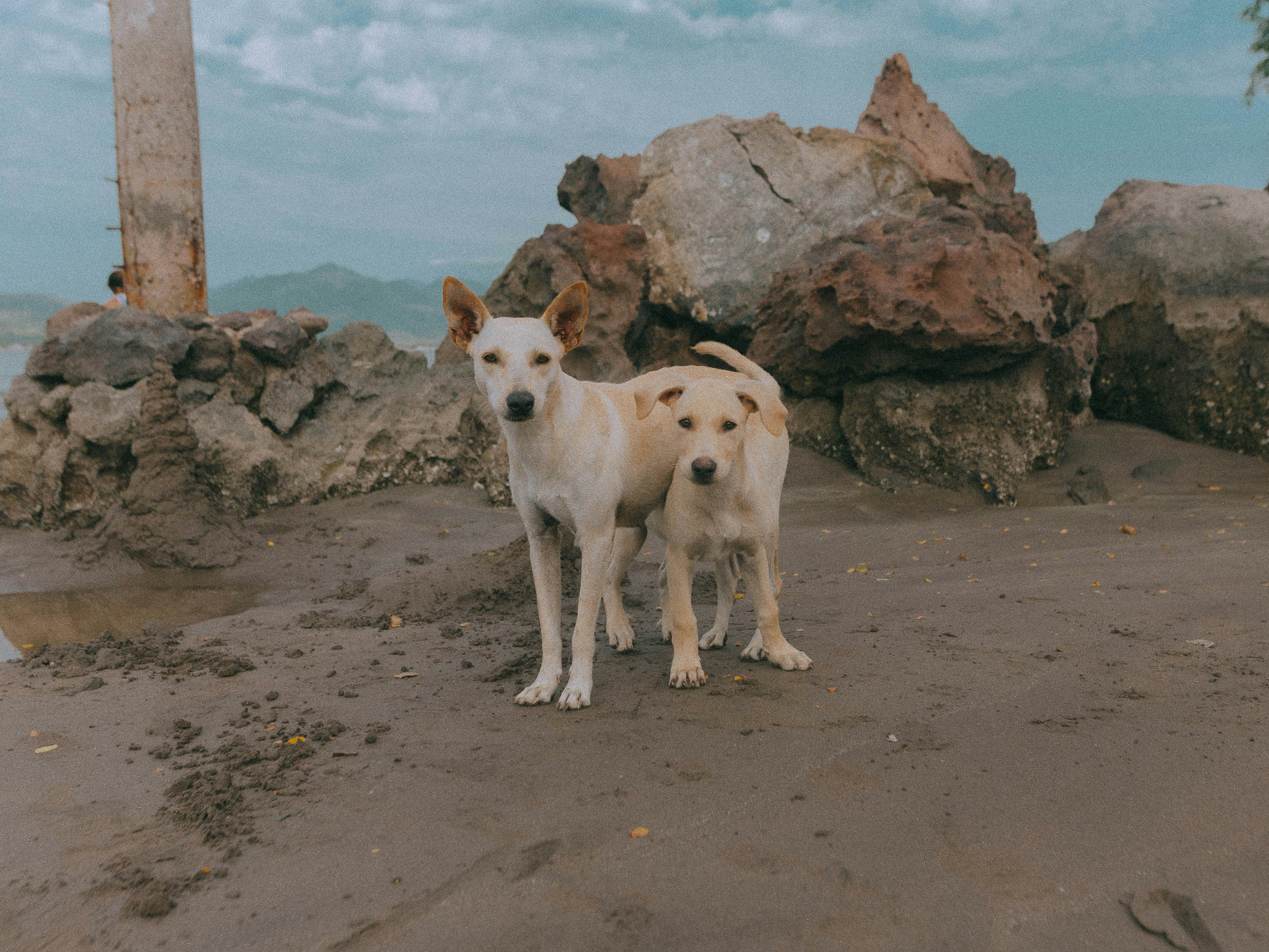 Twin Wanderers on a Sea-Soaked Beach Wall