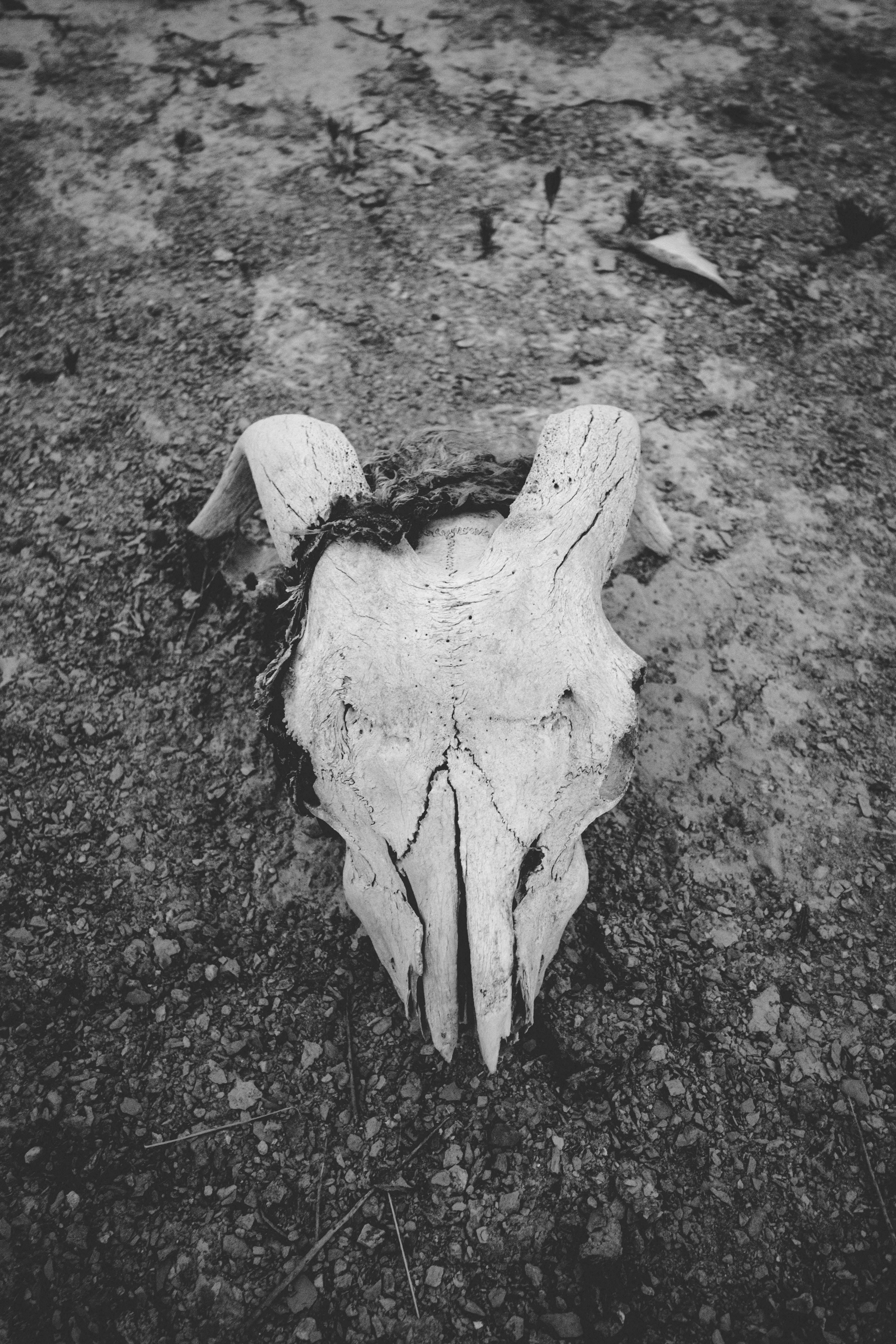 Deserted Skull in Cracked Ground: A Quiet Grave of Time