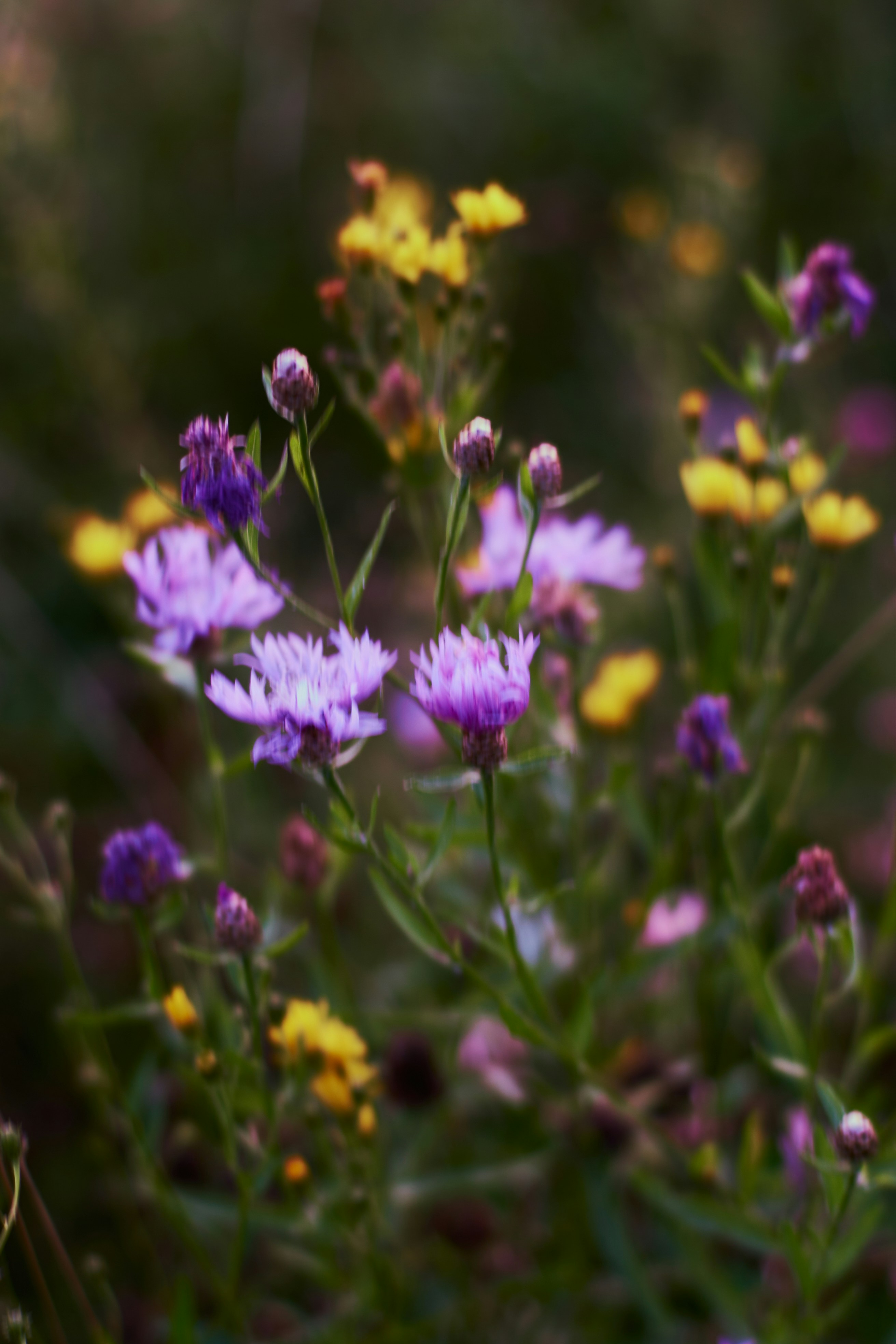 Field of Lavender and Violet: a Soft-Focused Wildflower Mosaic