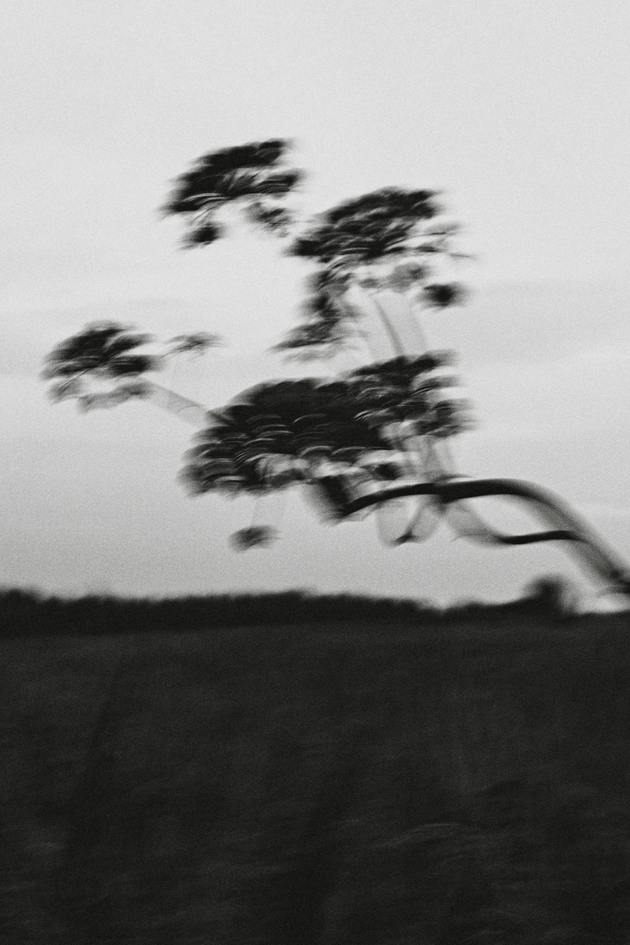 Whispering Palm in a Blurred Dusk
