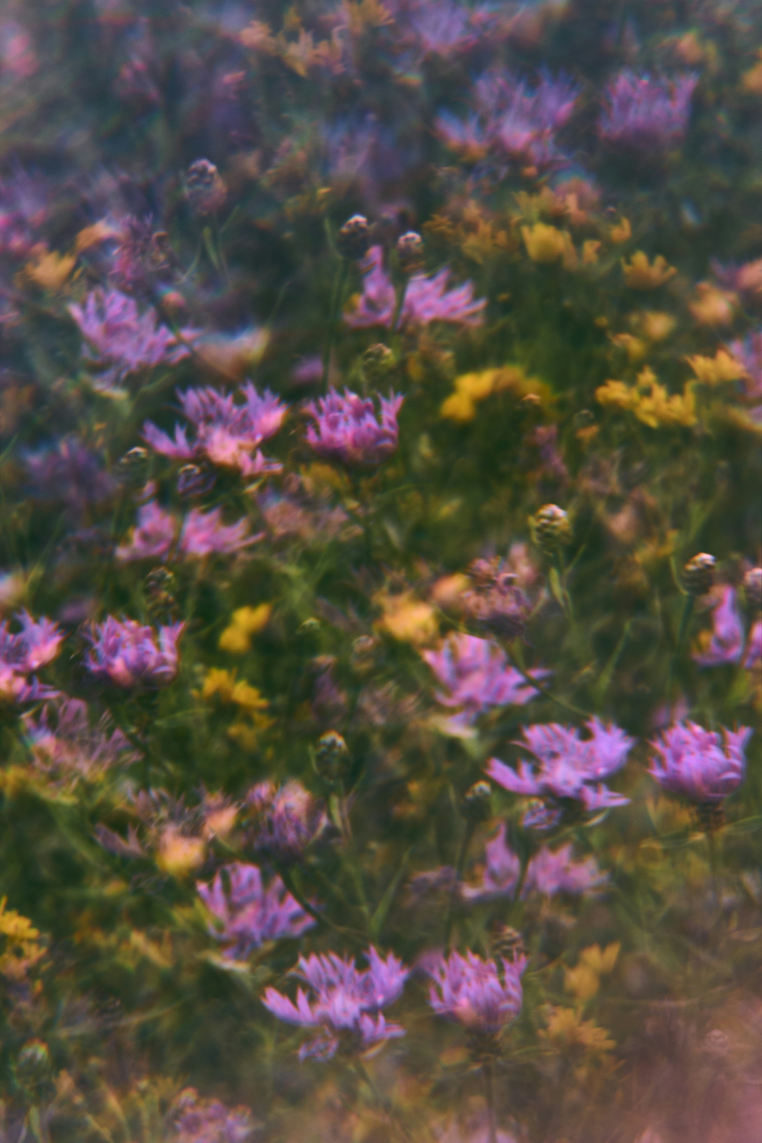 Soft Spring Meadow: Blurred Floral Tapestry