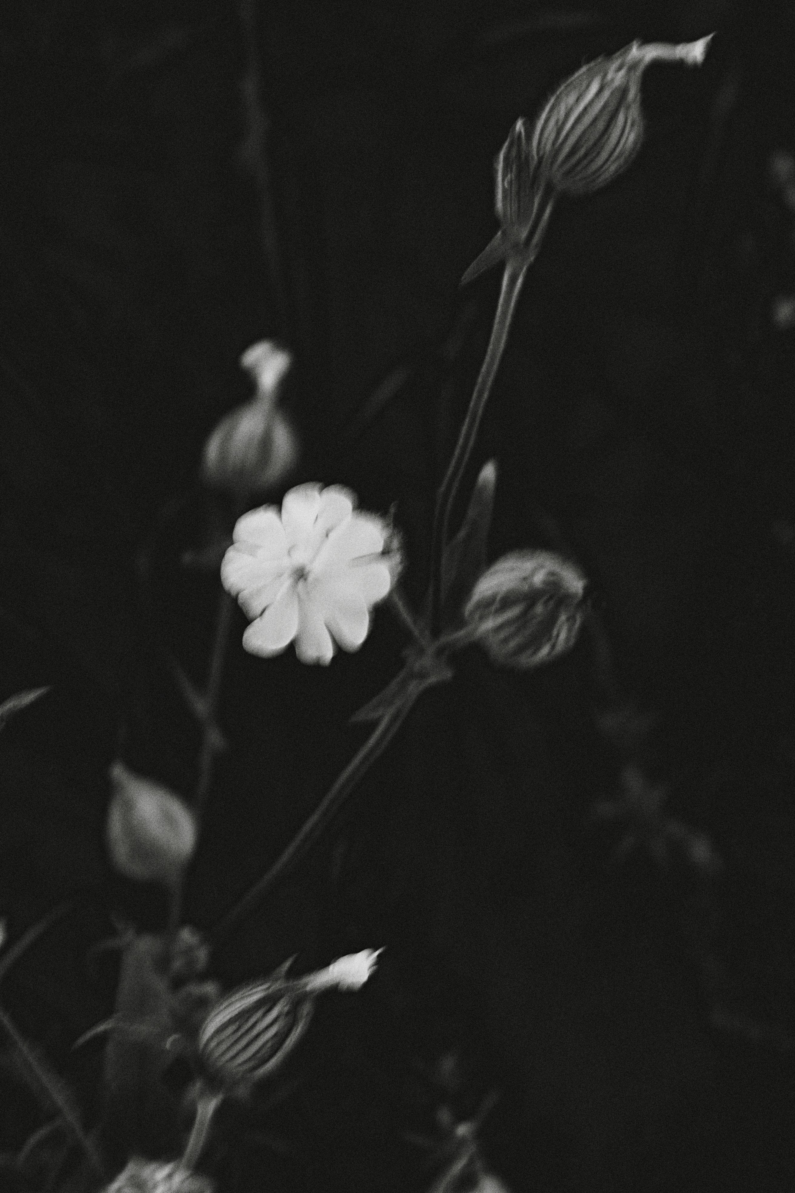 Moonlit Bloom: A Single Flower Framed by Vines