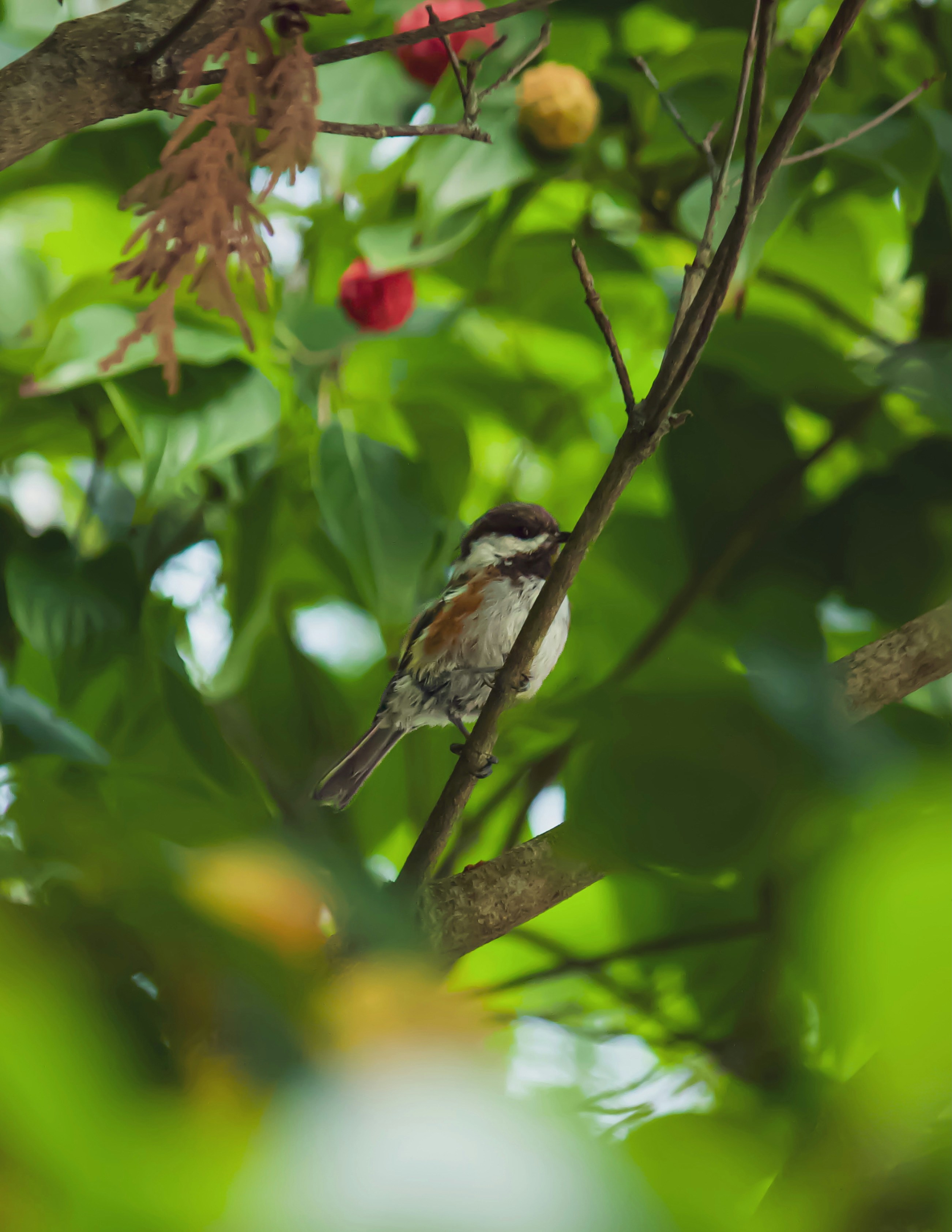 A small bird perched on a branch amid dense green foliage and scattered fruit, creating a natural portrait with soft bokeh and a shallow depth of field.