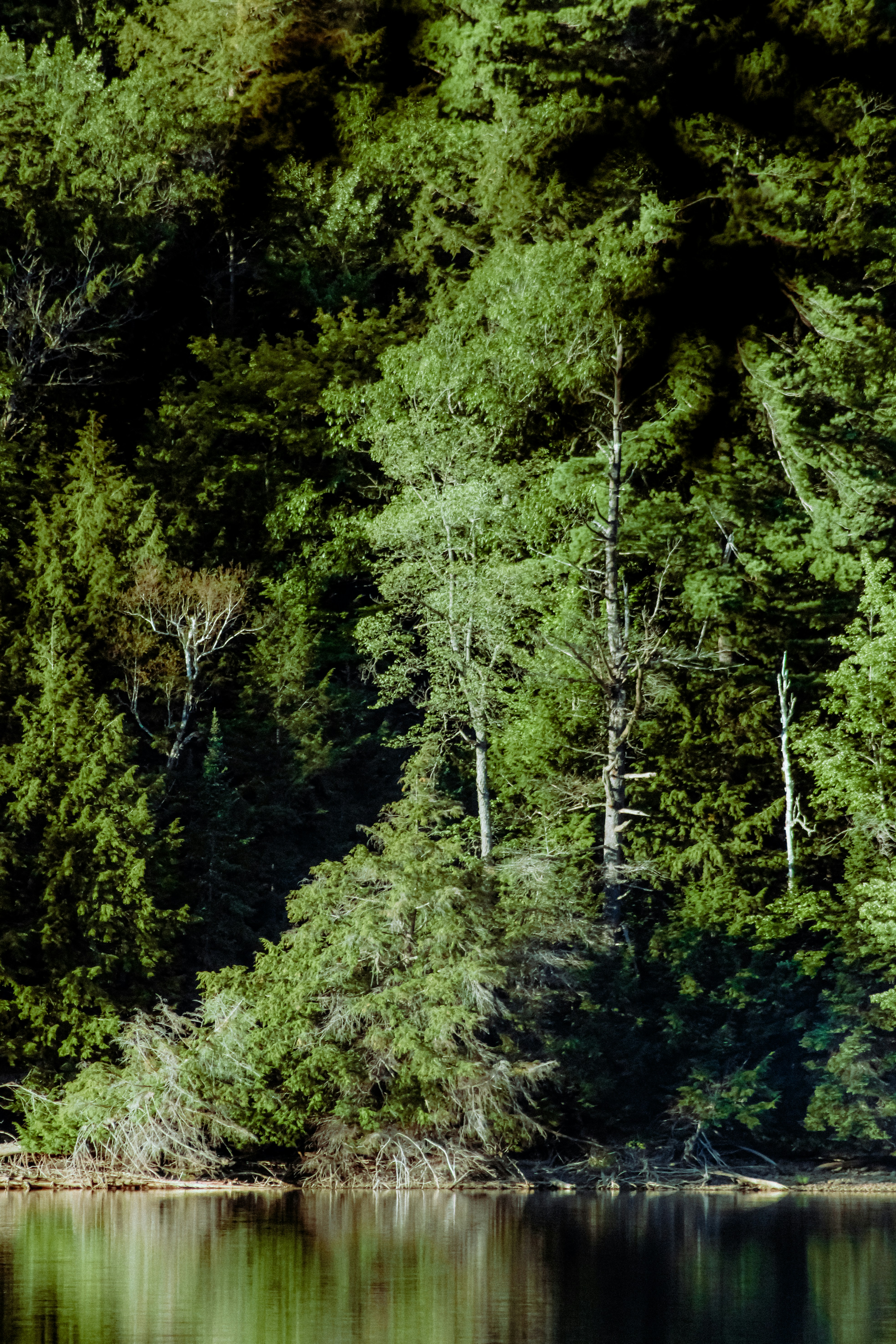 Waterfront Conifer Quietude