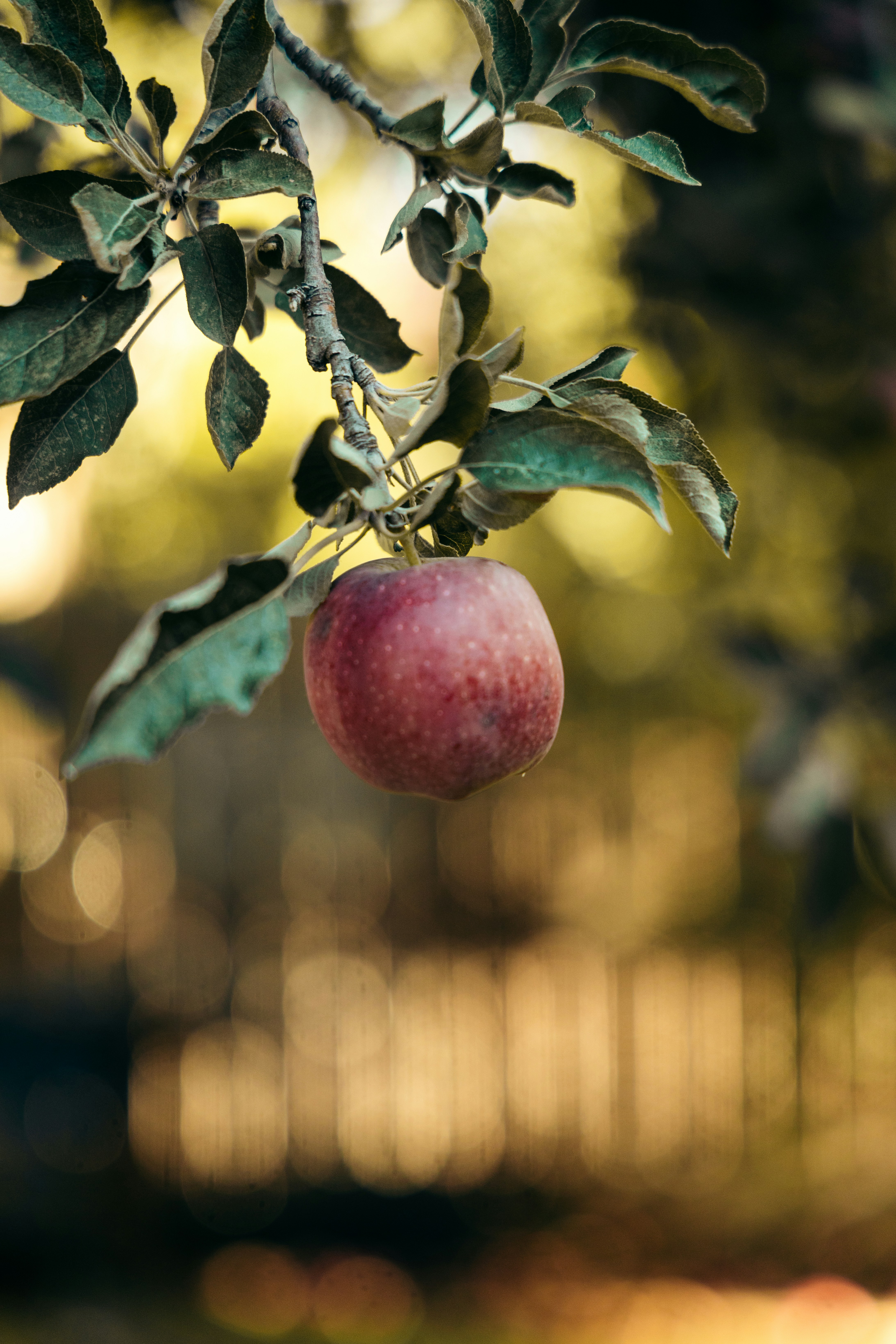 Red apple hangs from a branch with green leaves against a warm, defocused background.