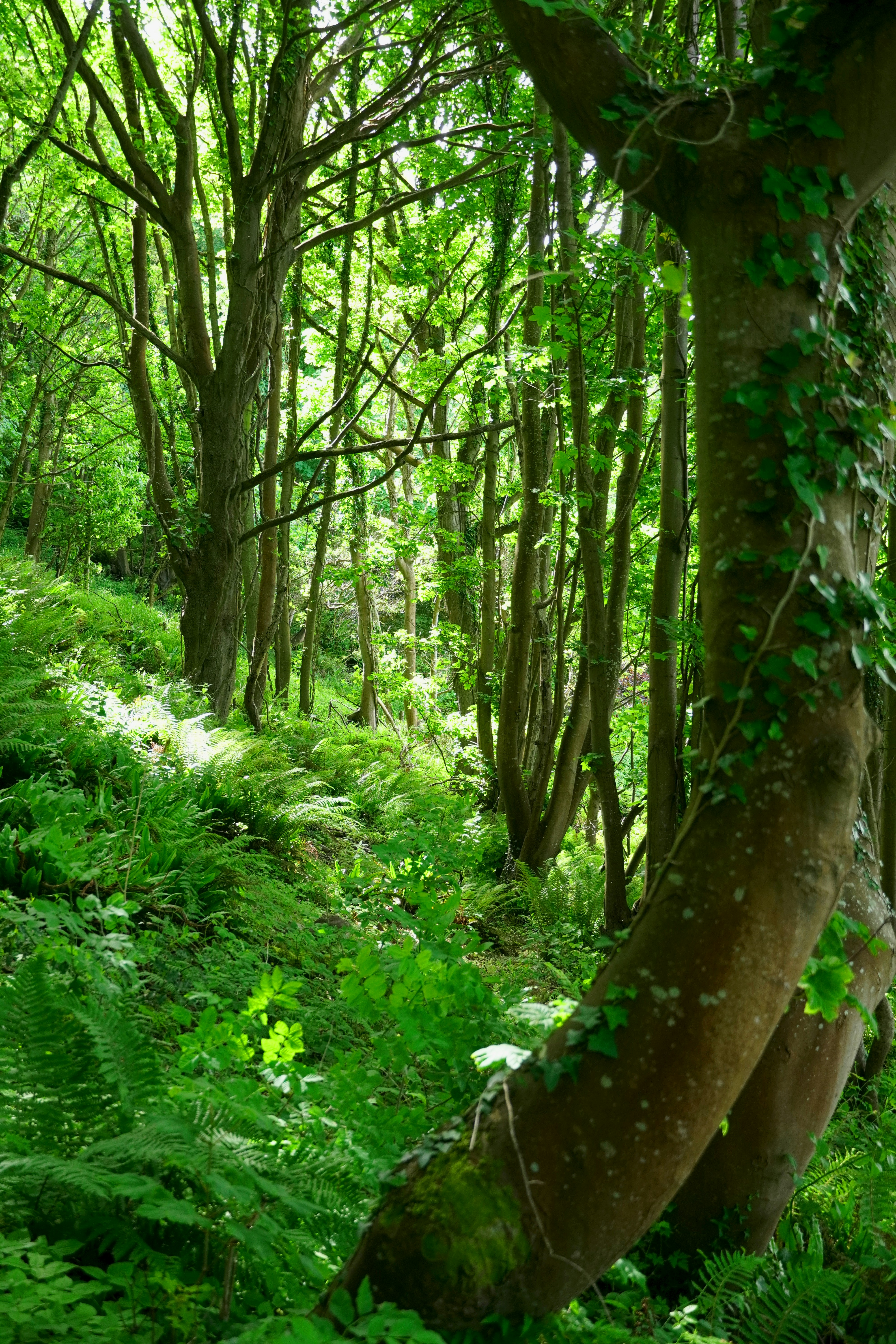 Emerald Cathedral: Sunlit Ferns and Tree Trunks in a Quiet Forest Glen