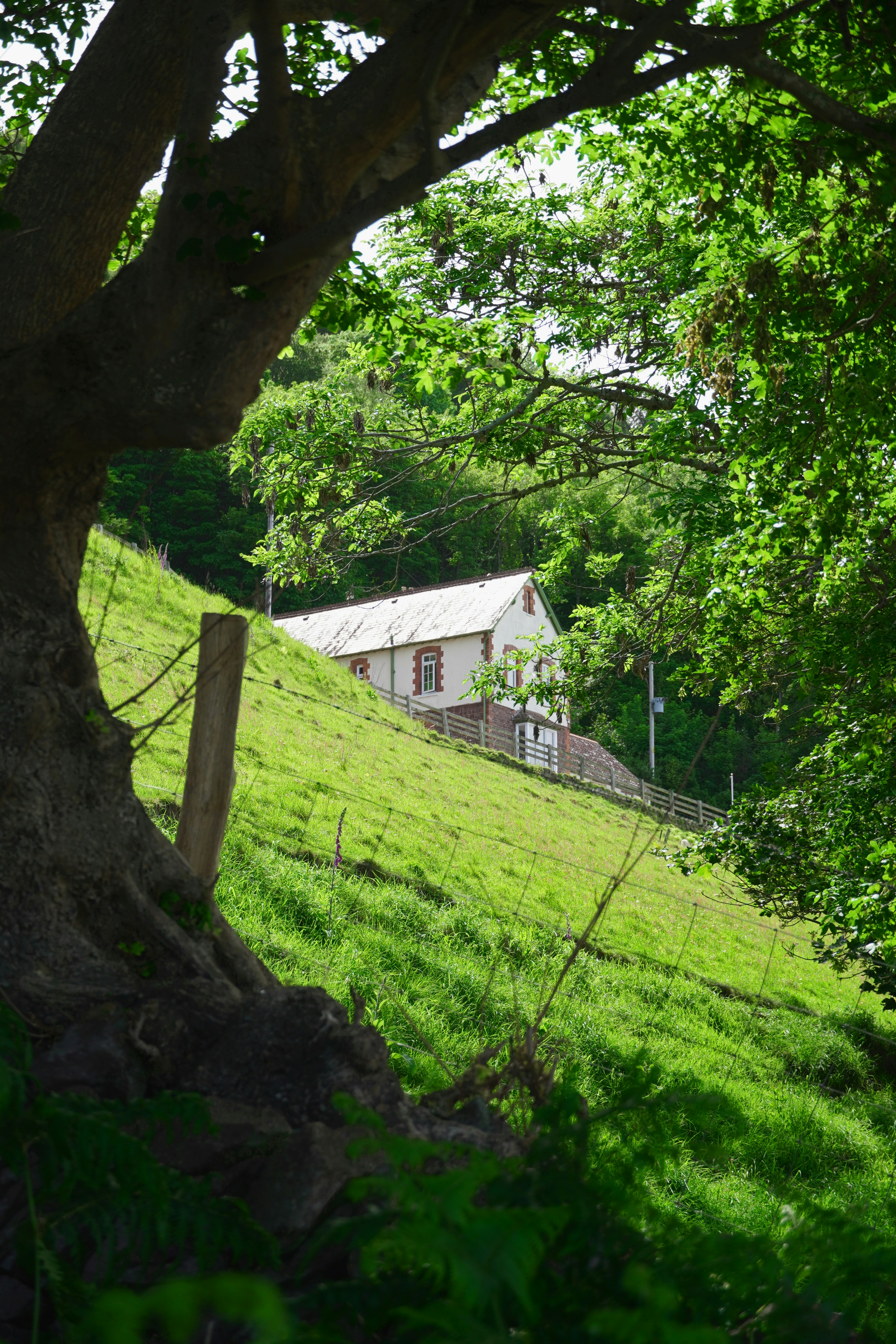 Sunlit Cottage Beneath a Tangle of Green