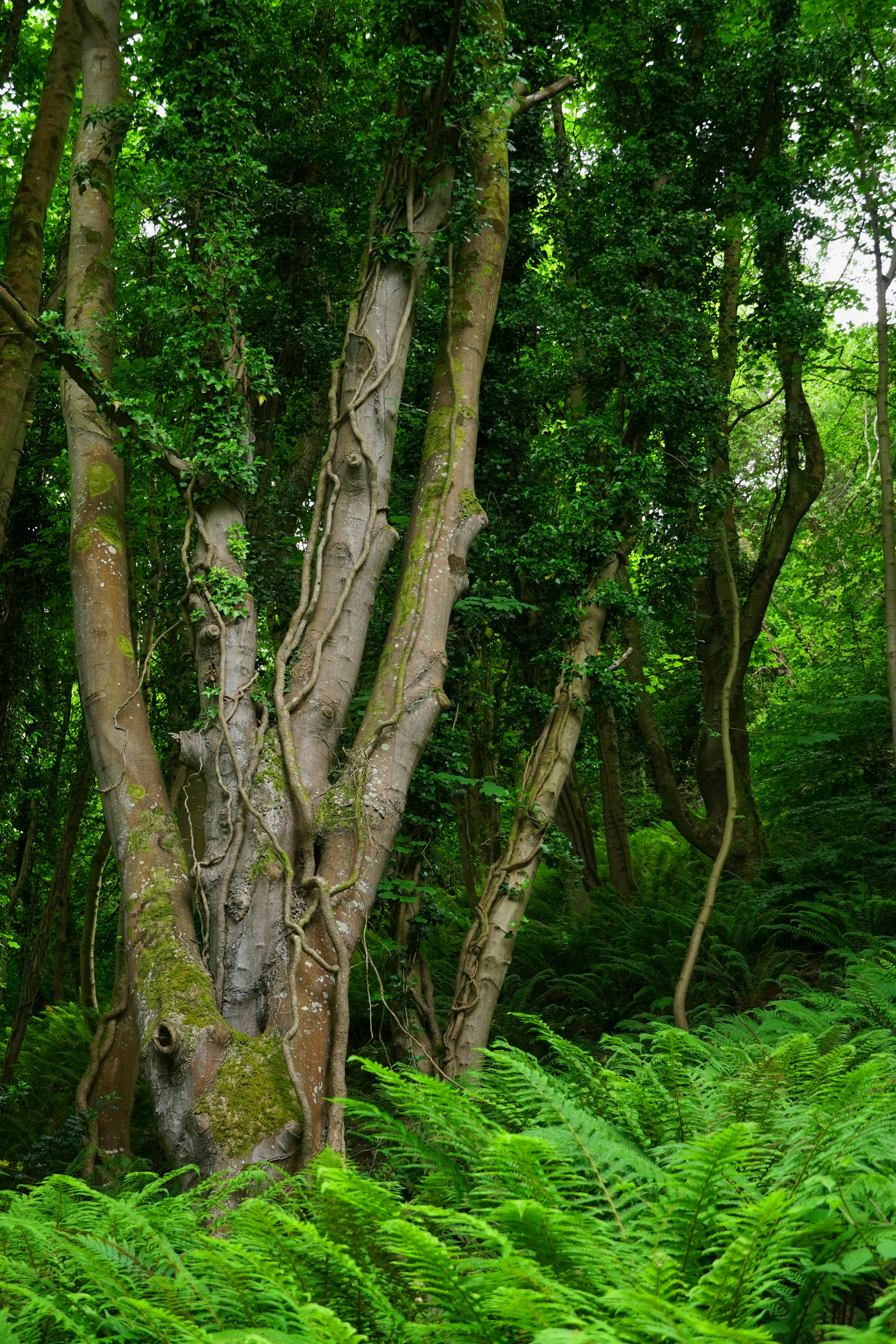 Ancient Trunk Choir: Sunlit Ferns at the Edge of the Grove