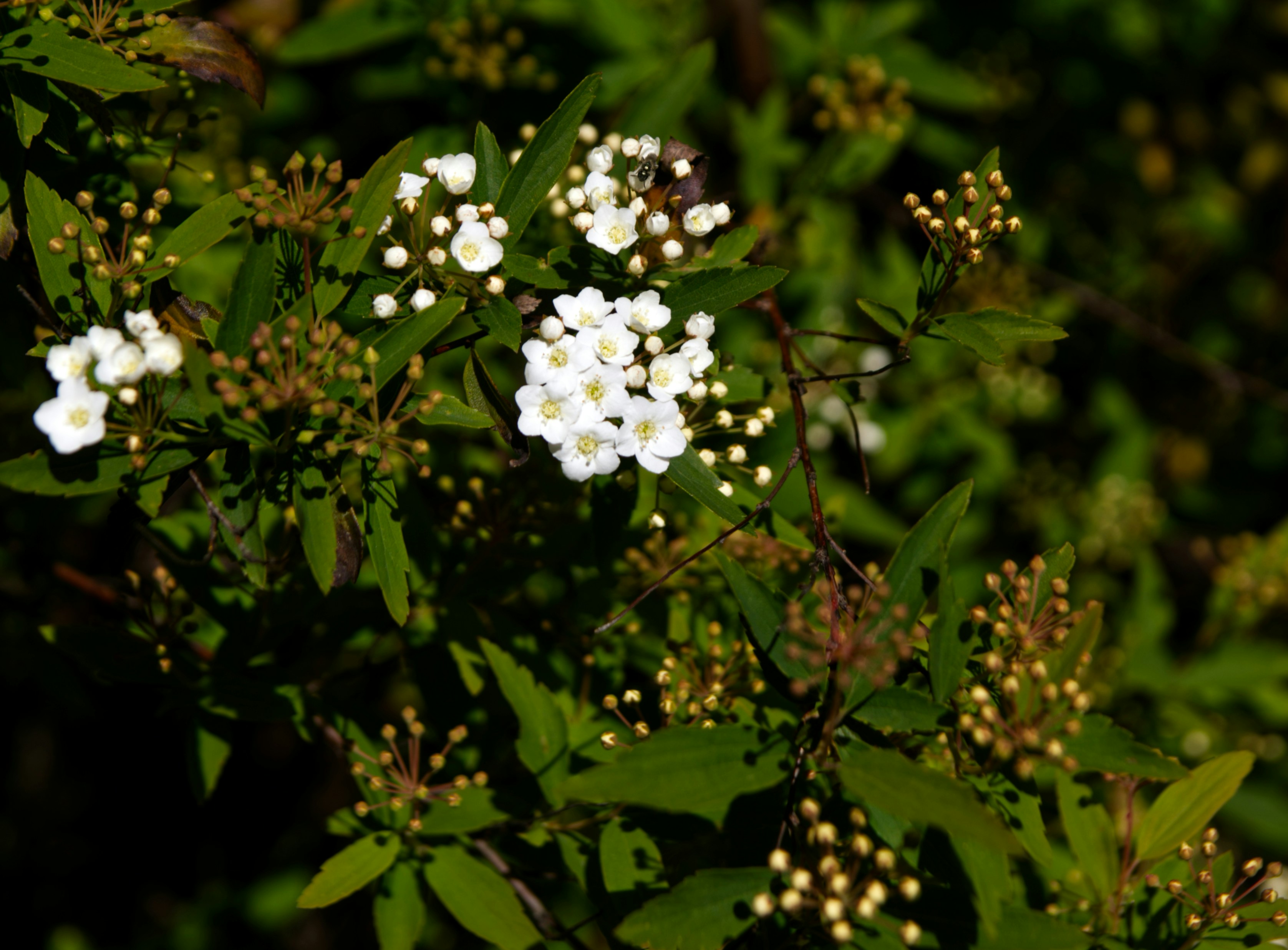 Bright white flowers cluster against deep green leaves, with surrounding unopened buds and subtle stems in a shaded garden scene.