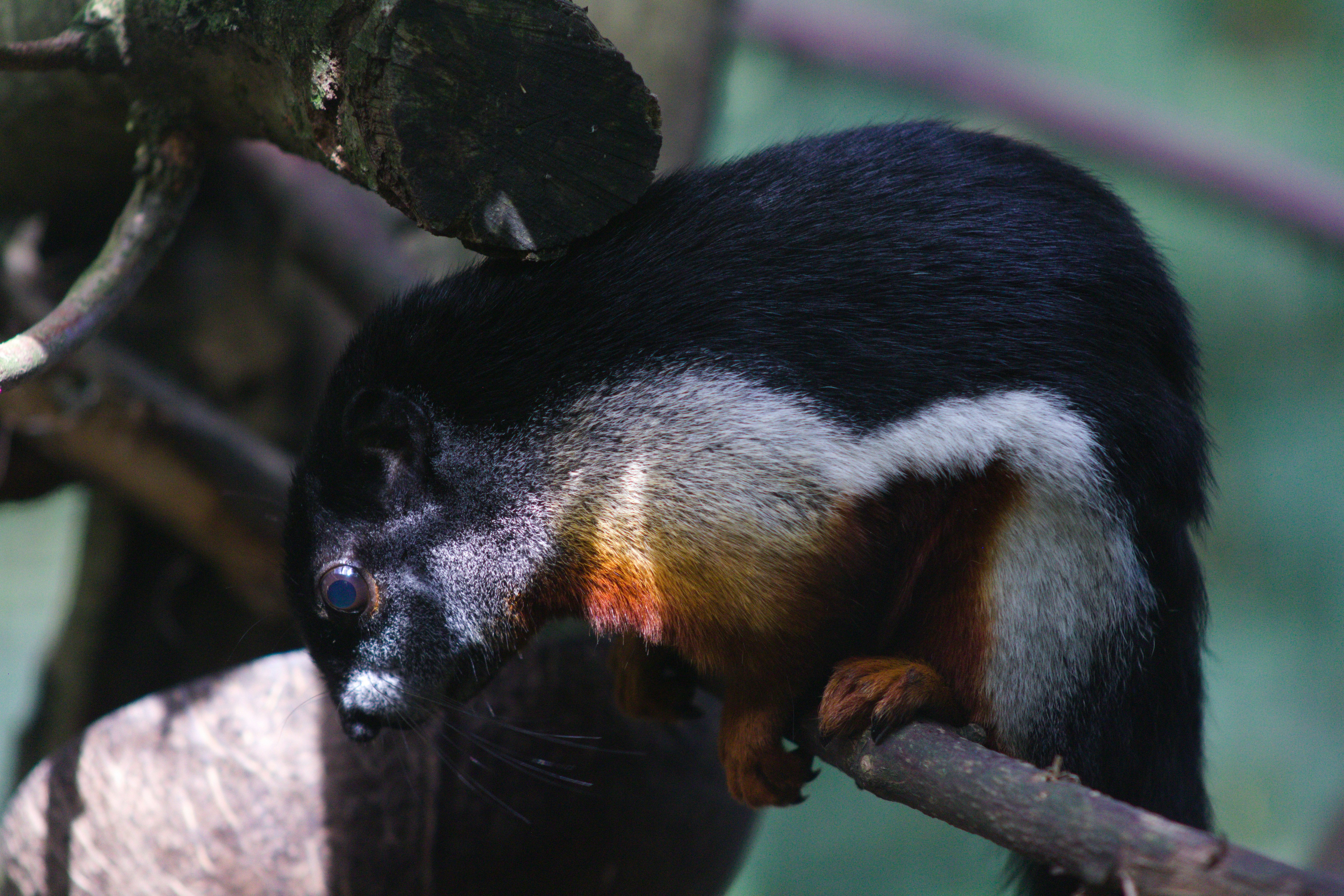 Black-and-gold Coated Acrobat on a Sunlit Branch