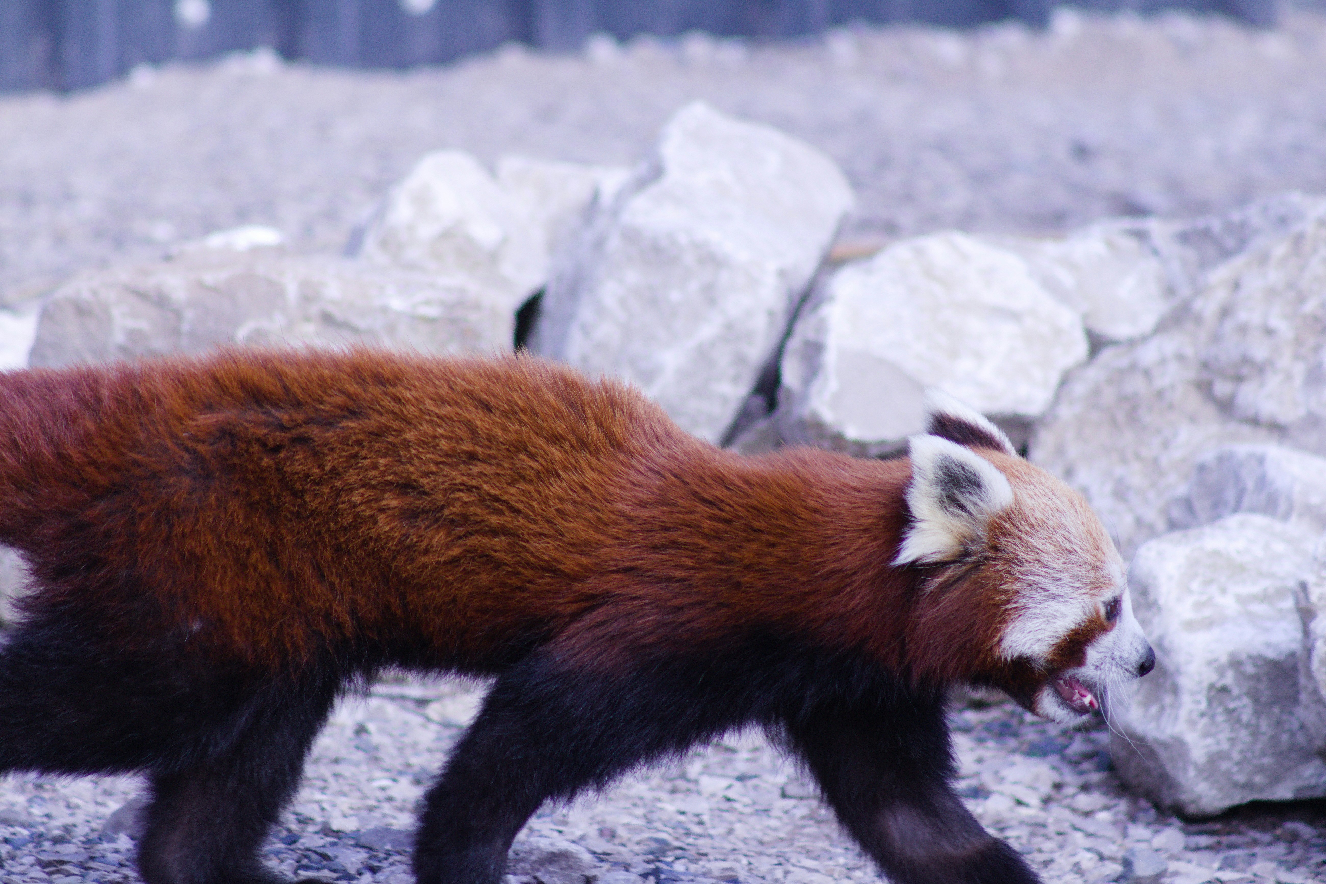Red Panda Striding by a Stone Wall