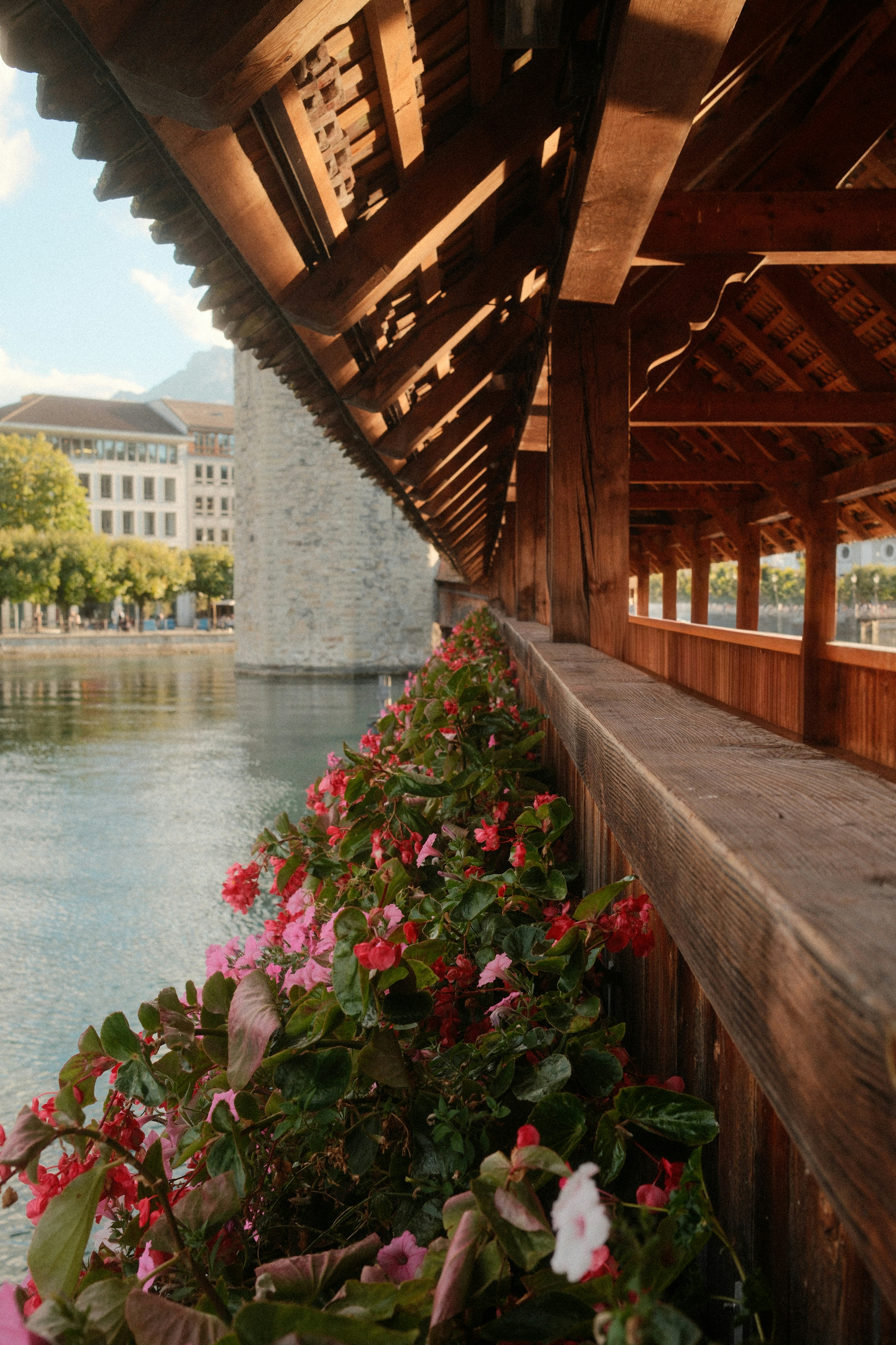 Blossoms along the River Walk beneath a Wooden Arcade