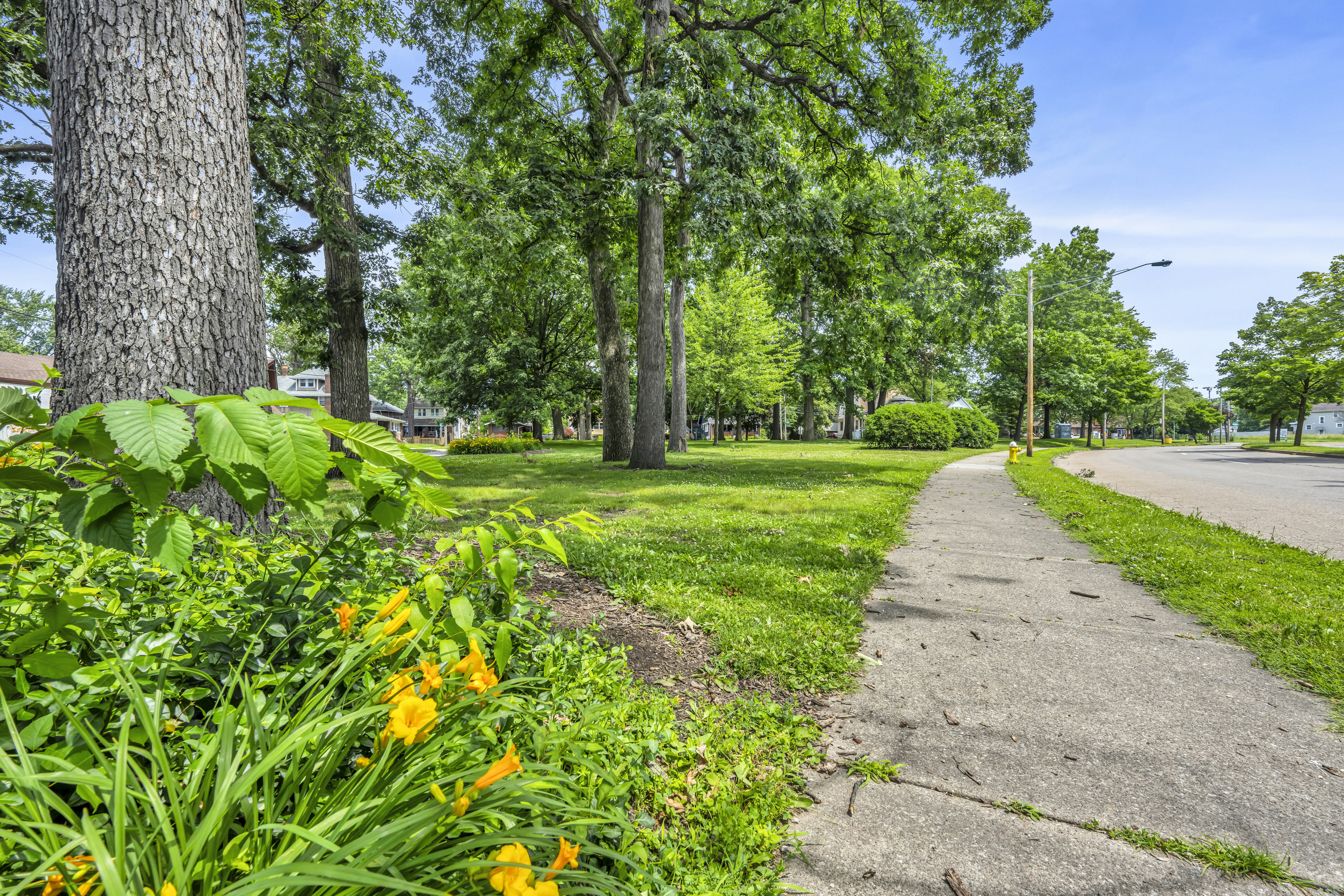 Sunlit Park Path Framing a Quiet Backyard of Greenery