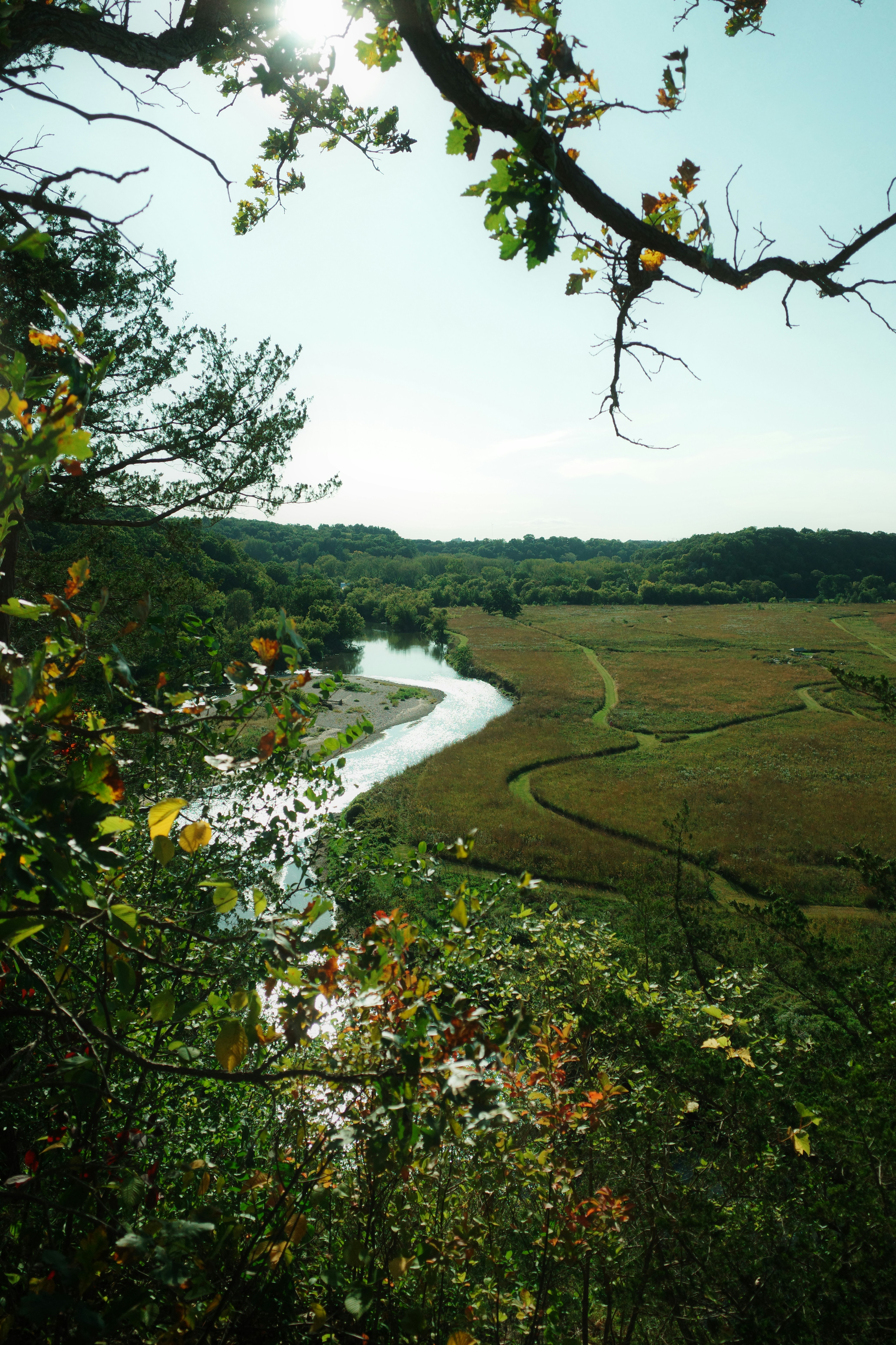 Meandering River through Sunlit Meadows Framed by Branches