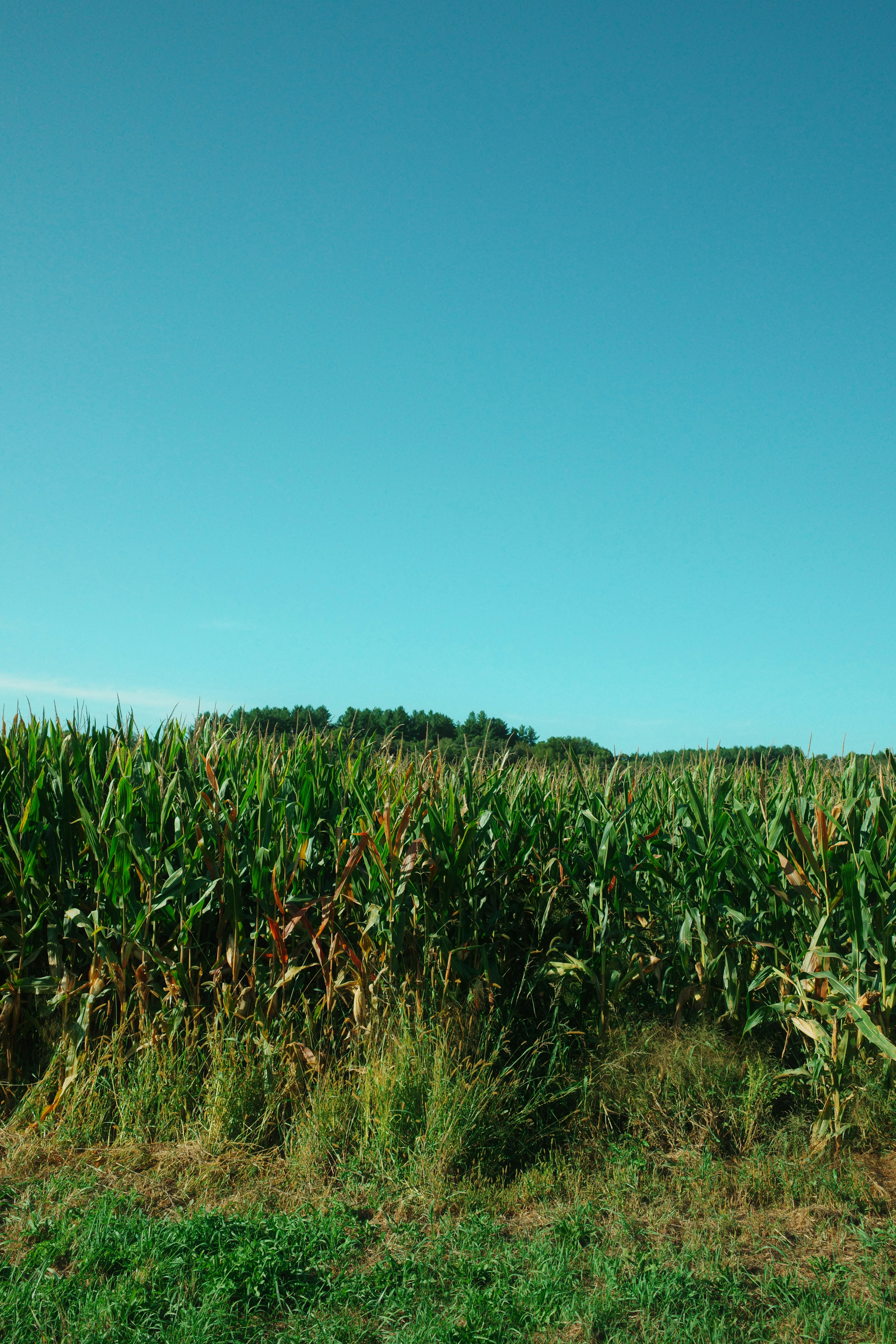 Golden Corridor: Rows of Corn Under Clear Sky