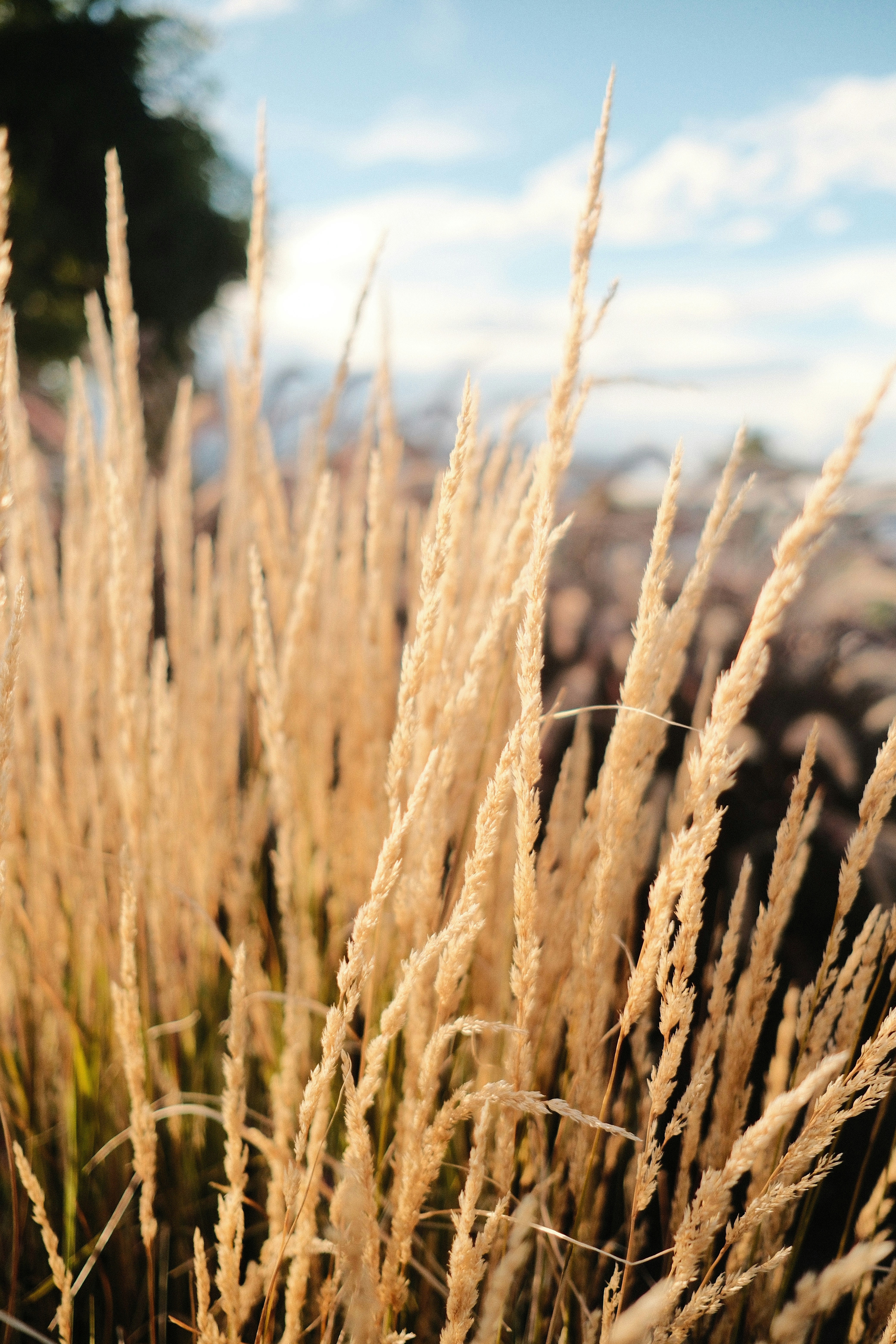 Golden Reeds in a Quiet Field at Dusk