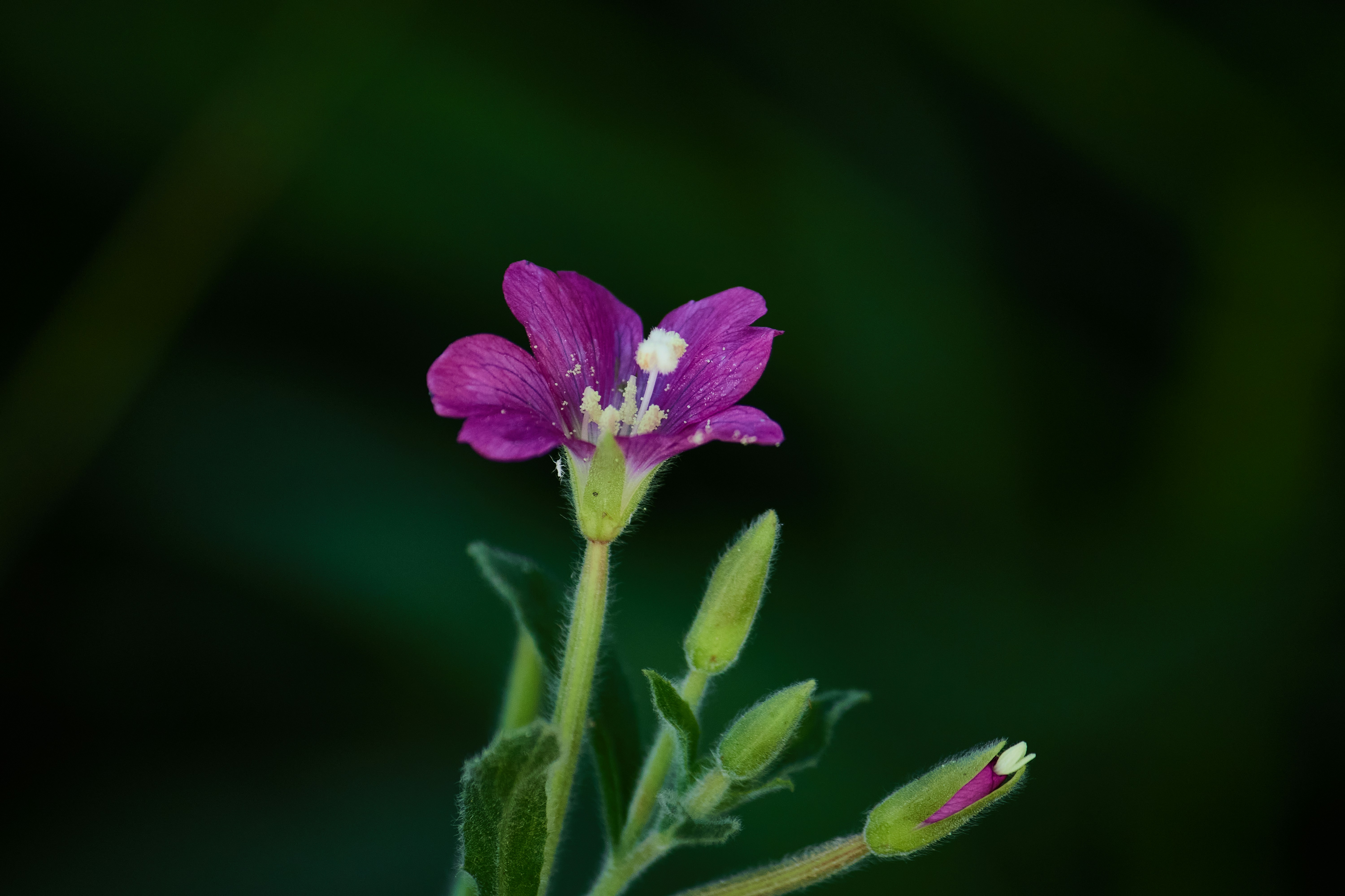 Pink Flower in Soft Focus Green Backdrop