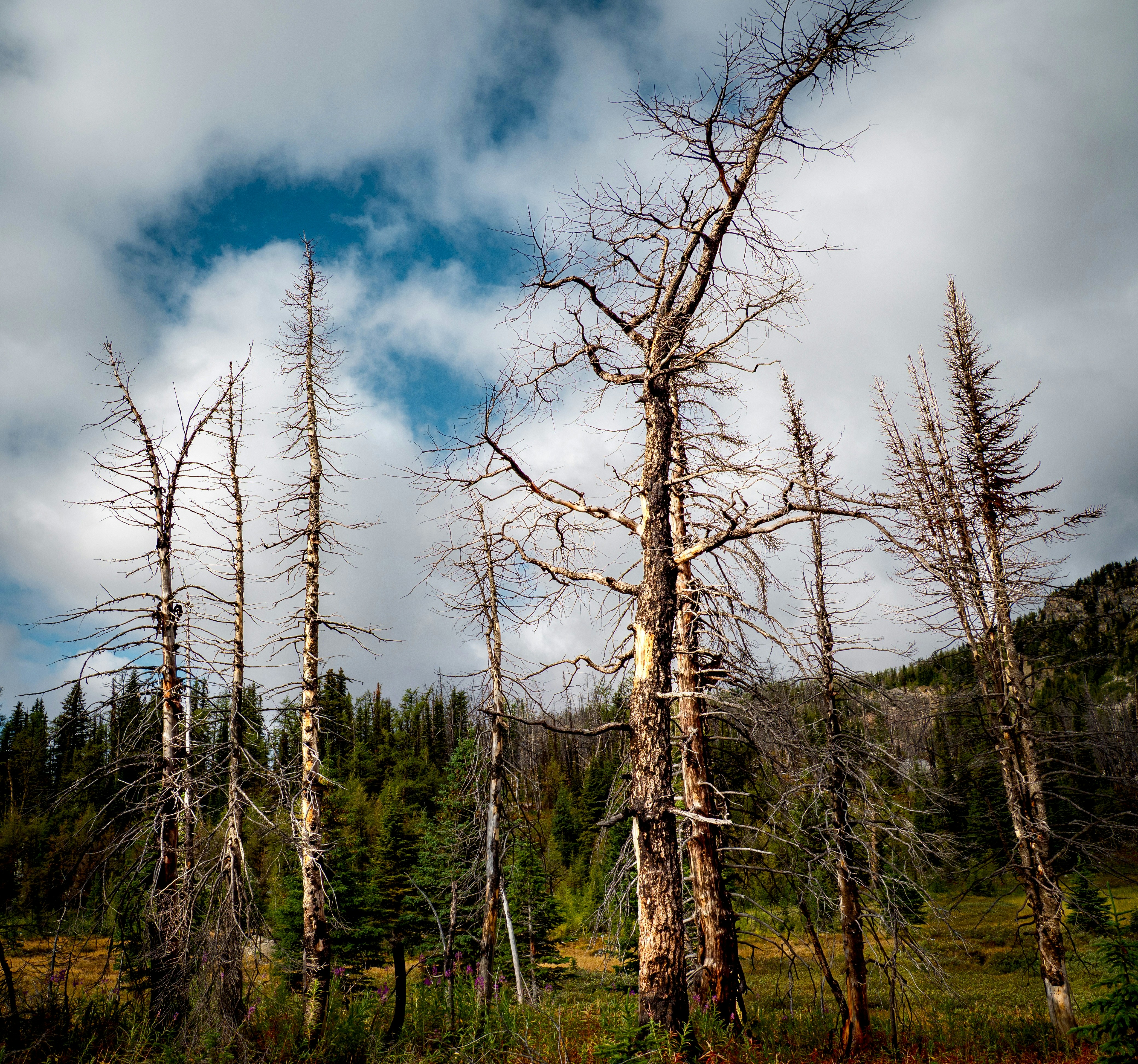 Charred, skeletal trees stand against a cloudy sky in a recovering forest, with green growth at the base. A stark landscape emphasizing resilience amid remnants.