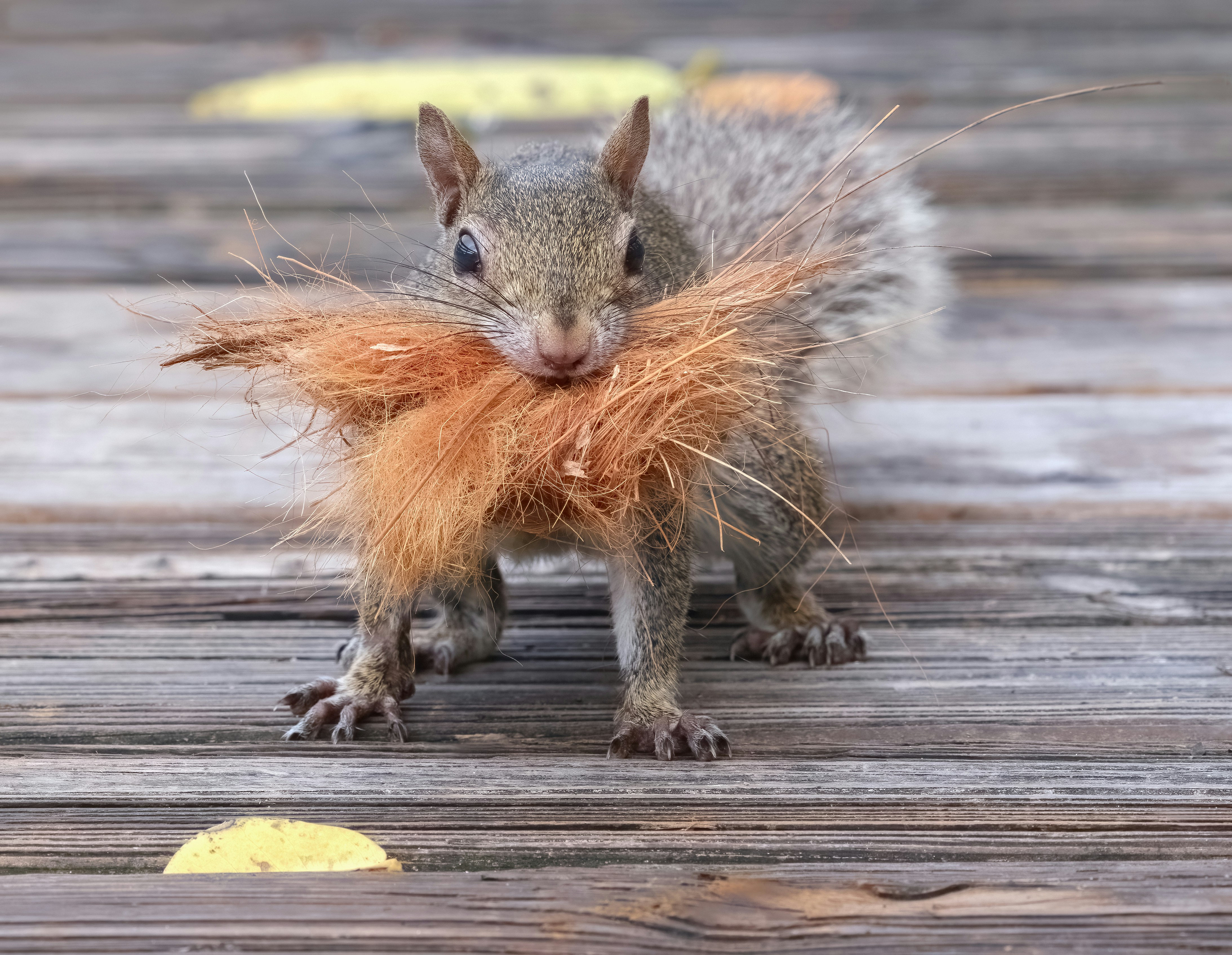 Nut-Mearing Stare: Squirrel with a Bursting Furcrest on a Weathered Deck