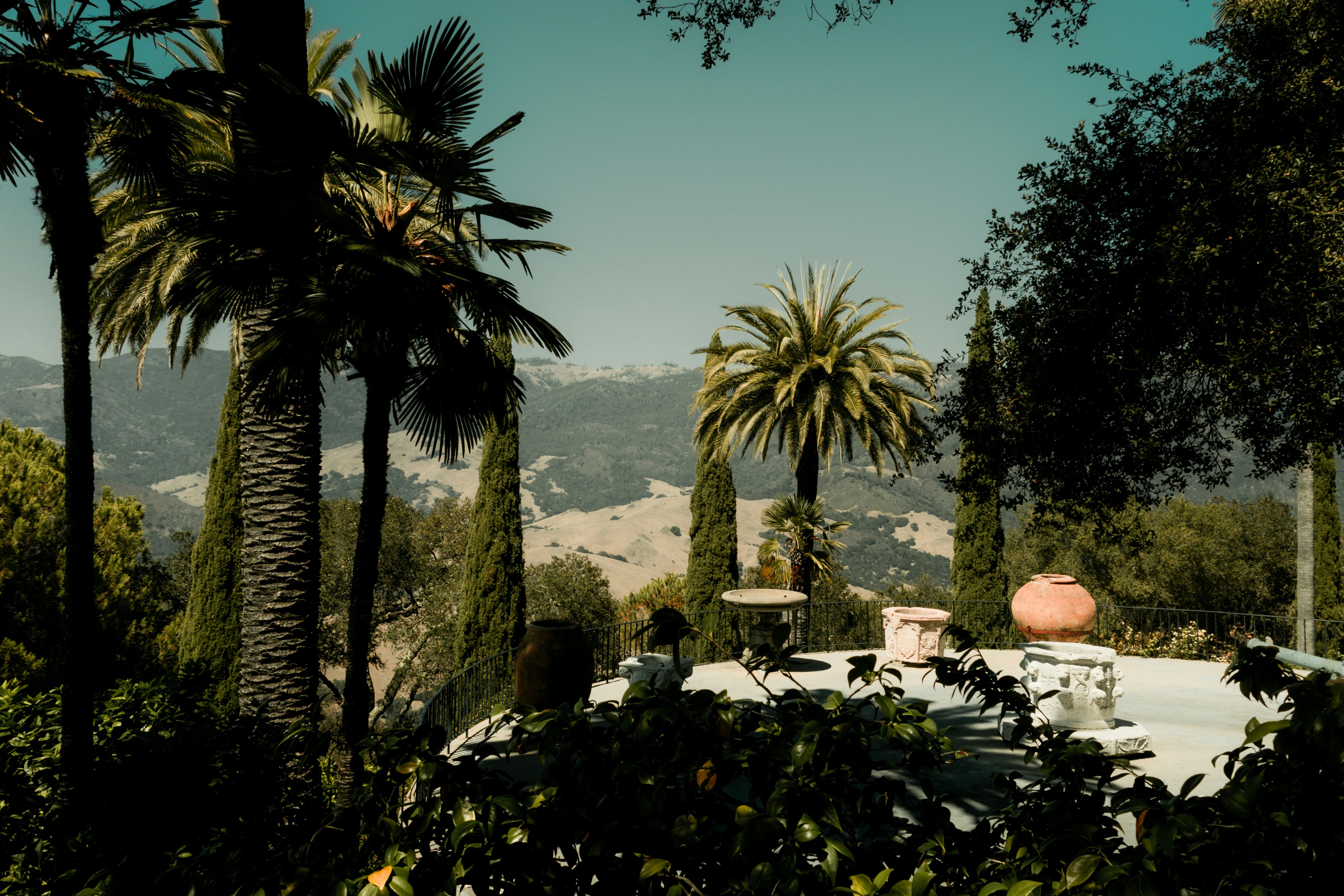 Terraced Terrace Vista: Palm Fronds Framing a Canyon Outlook