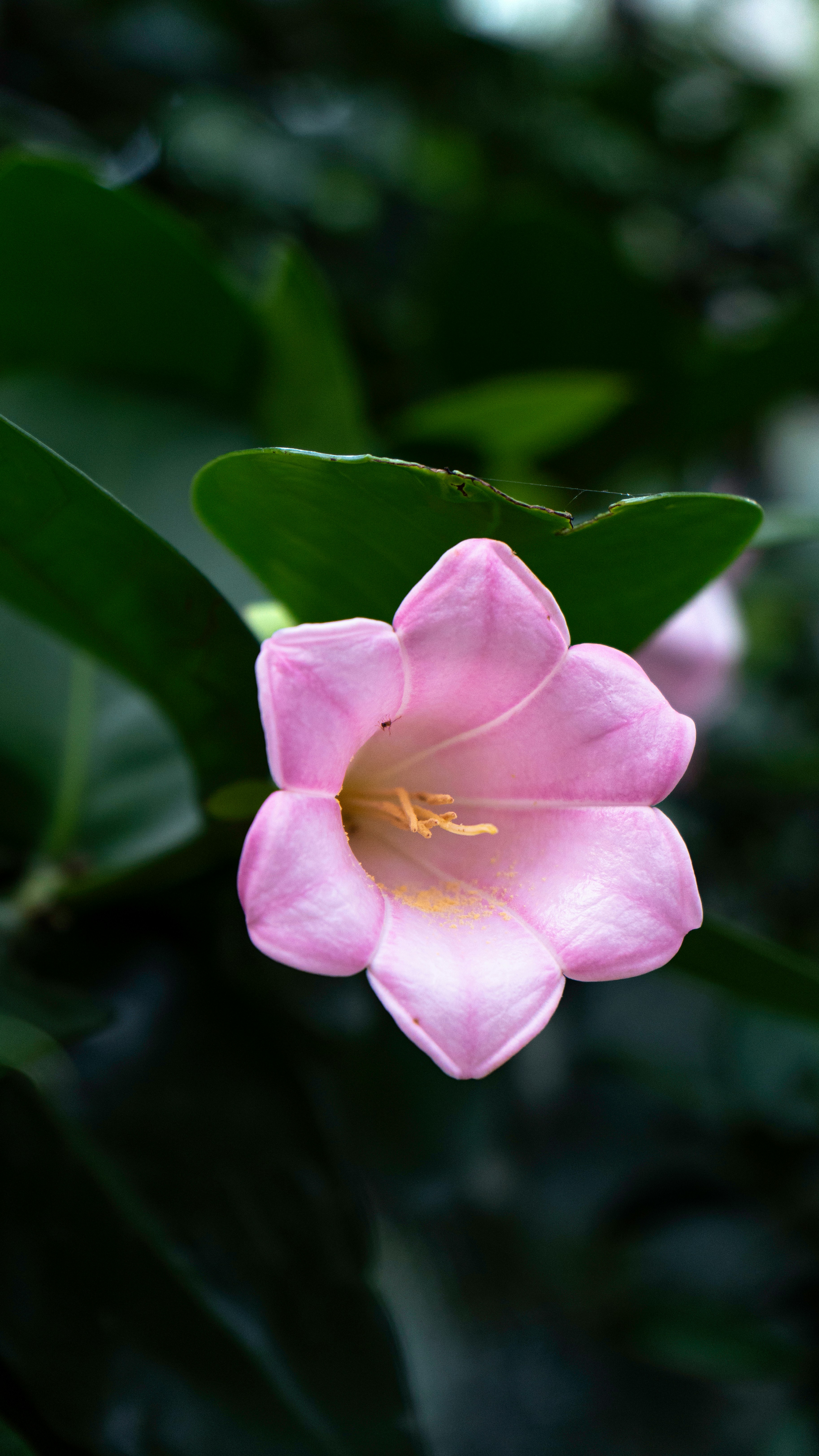 Soft Pink Camellia in Quiet Green Frame