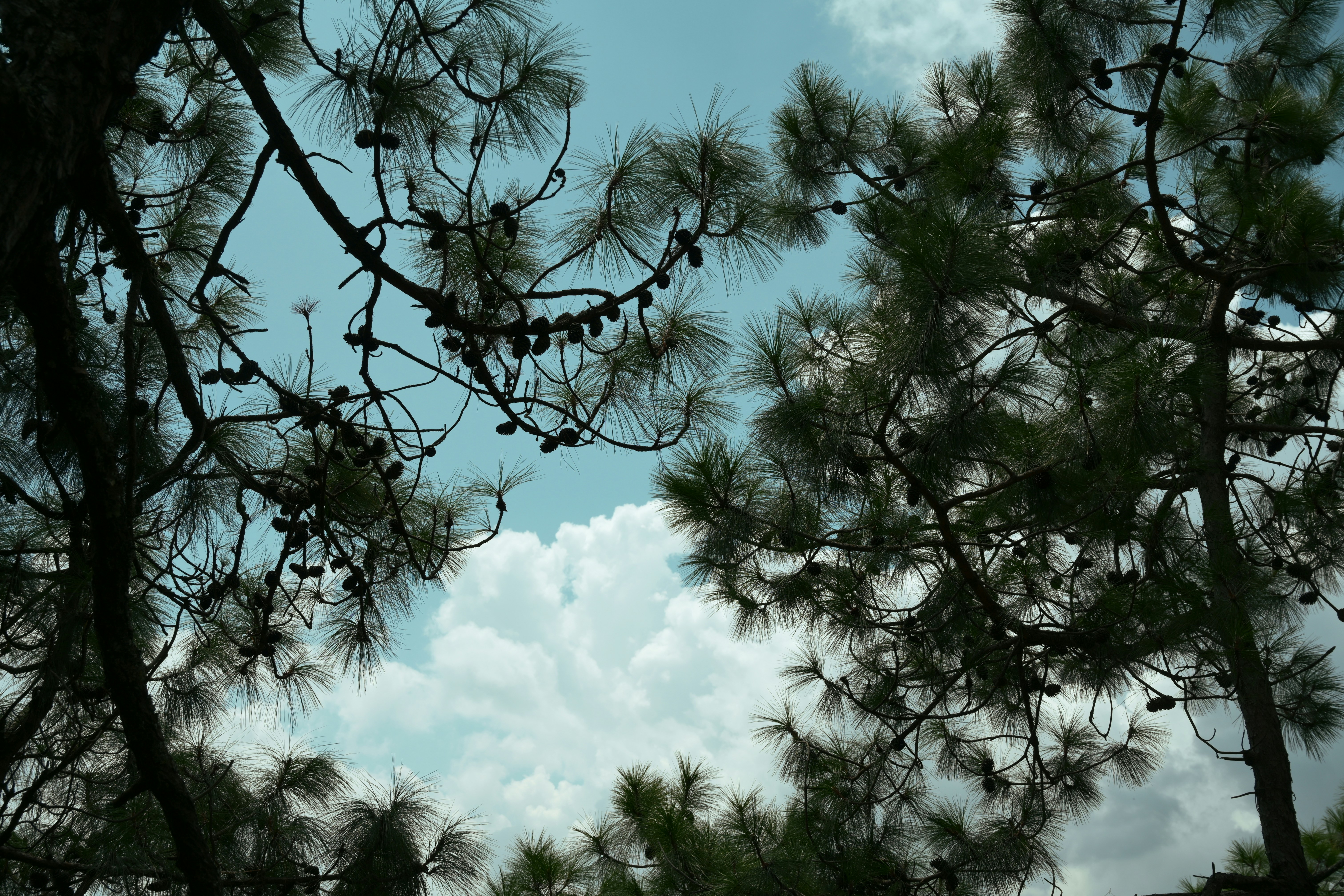 Sunlit blue sky framed by pine branches, creating a natural canopy with fluffy clouds visible through the gaps.