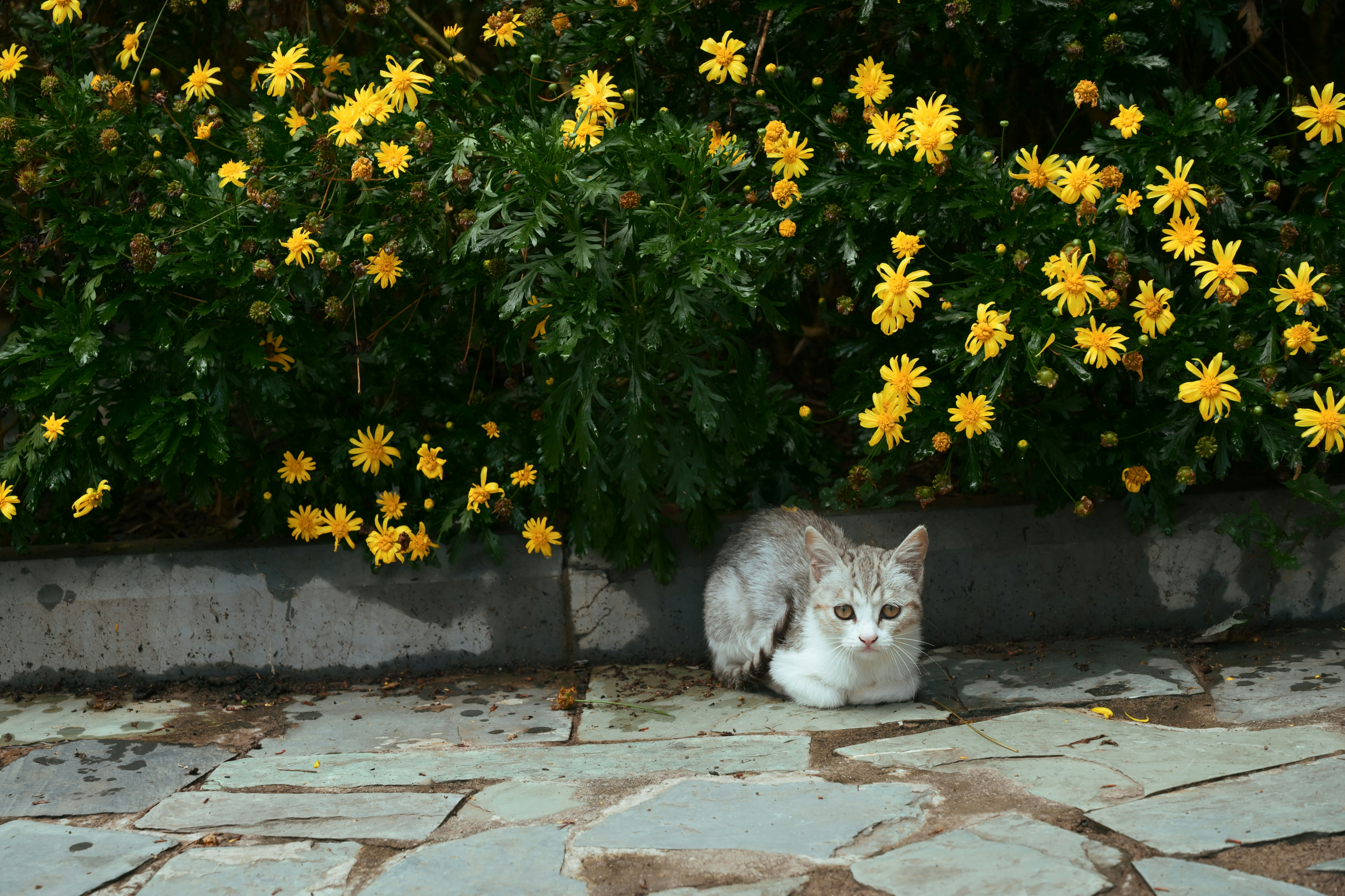Cat in the sunlit chrysanthemum border