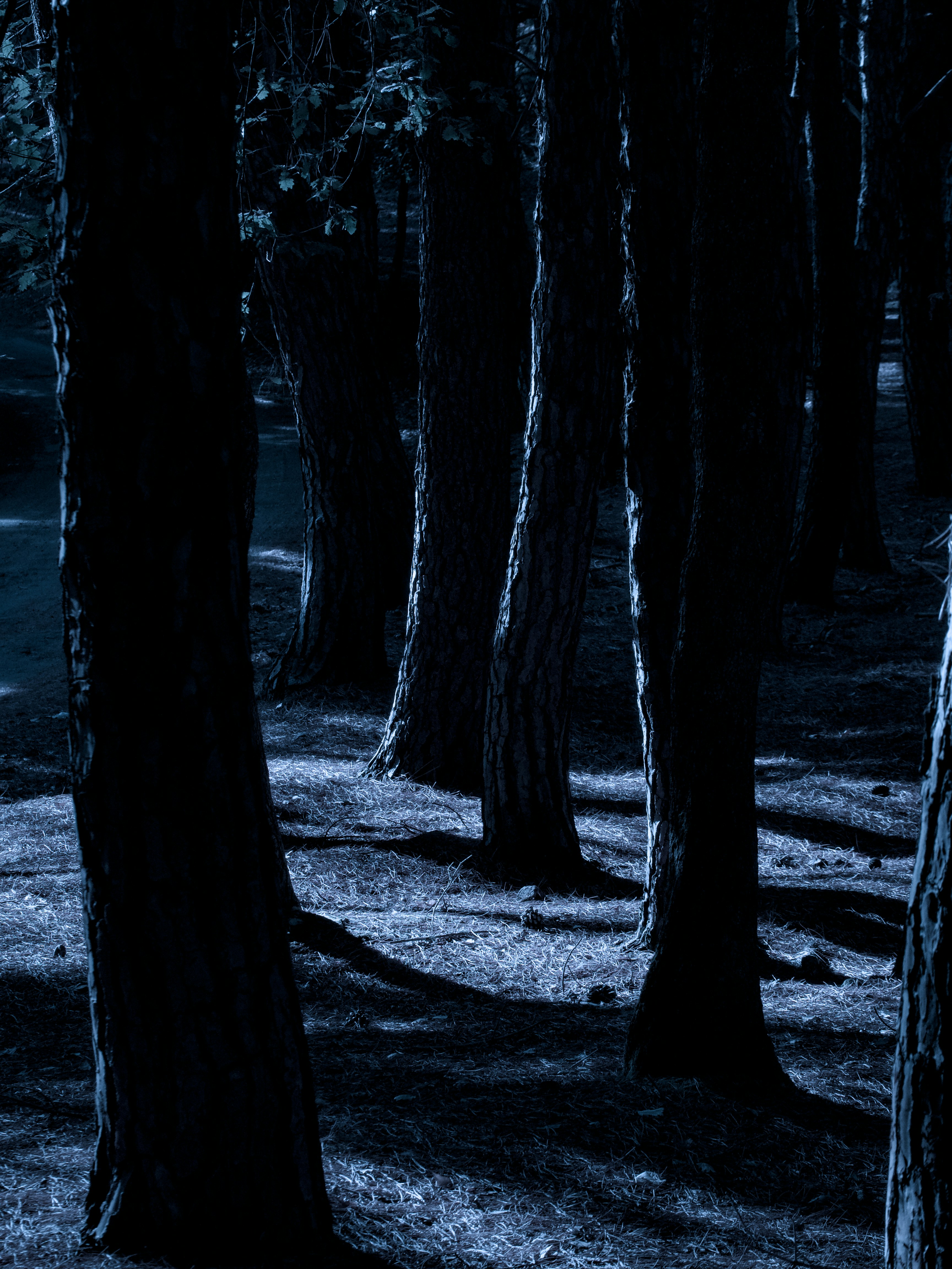 Moonlit Pines: A Quiet Forest in Blue