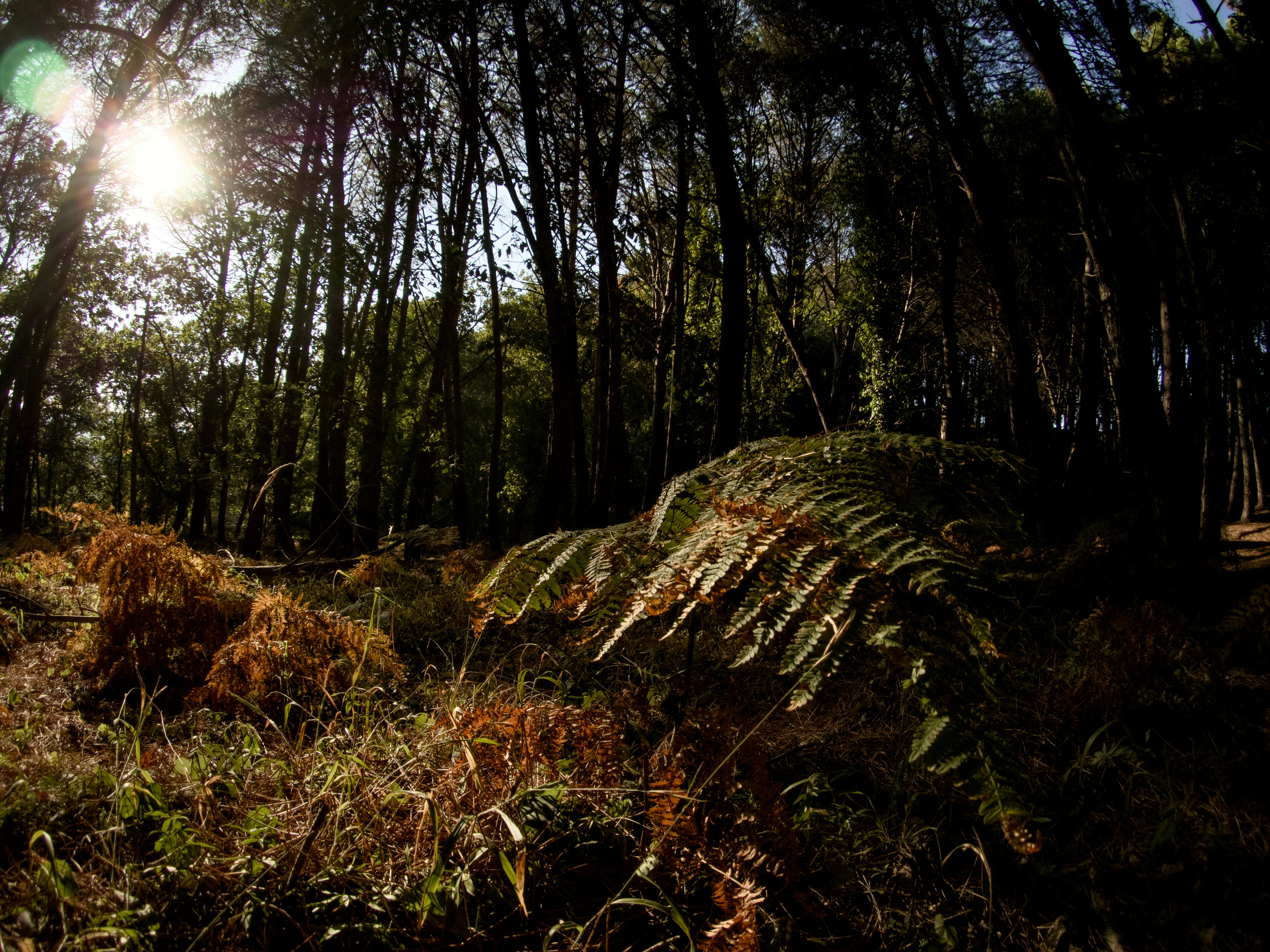 Sunlit Fern Ledge in a Quiet Forest Understory