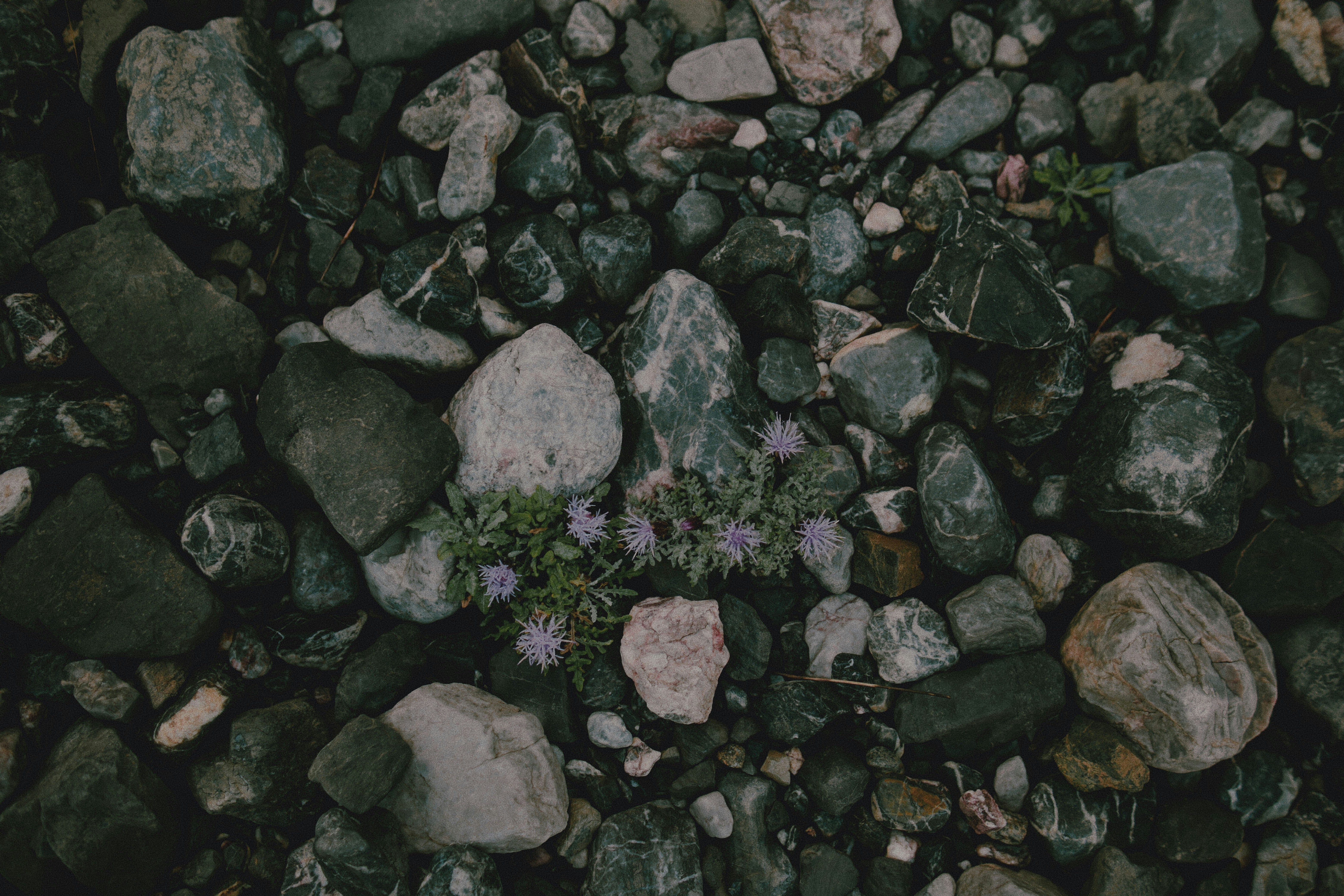 Hidden VioletBloom Among Stones