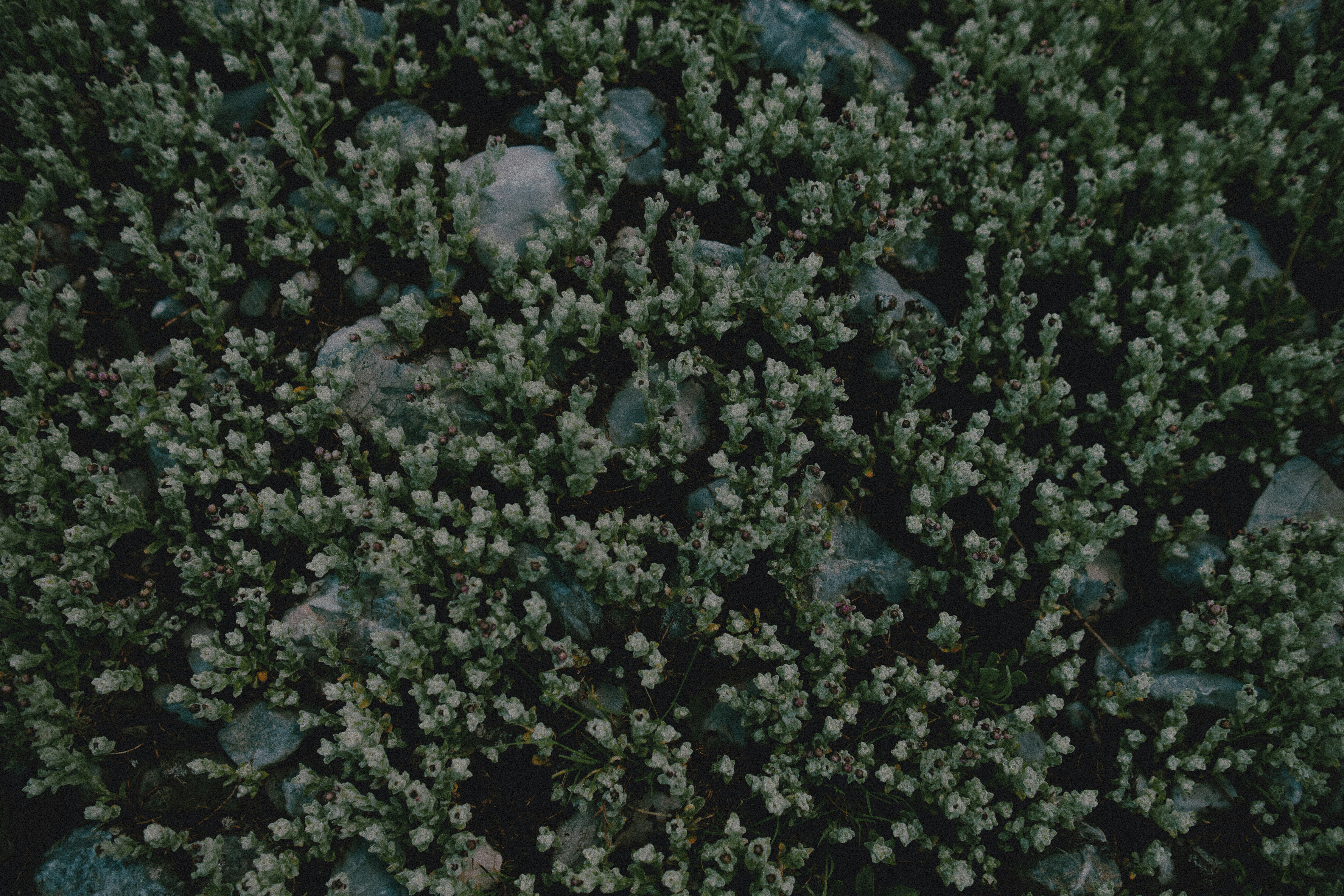 Verdant Microcosm: Aerial View of Dense Shrubs